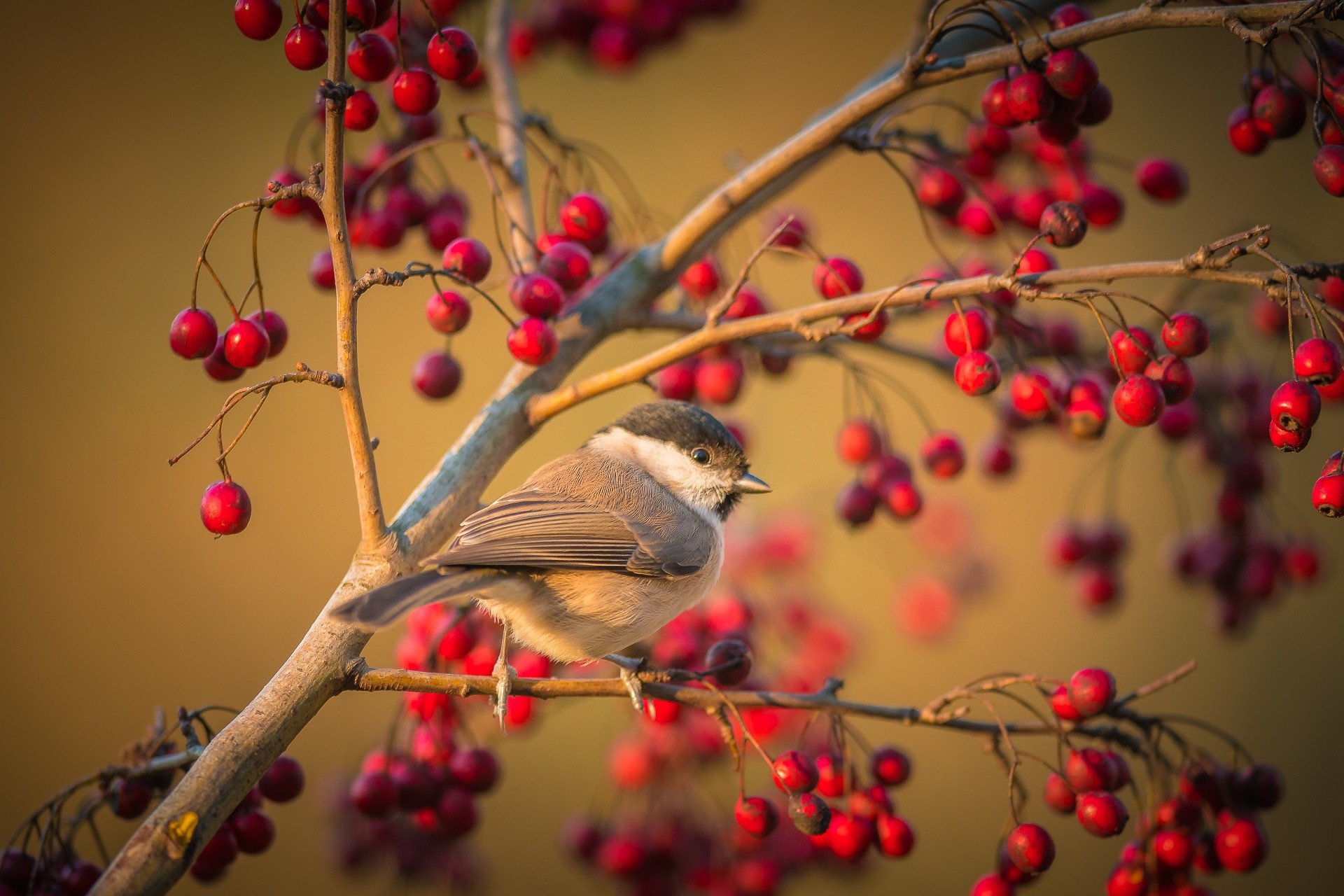 Download Marsh Tit Berry Animal Titmouse HD Wallpaper | 1920x1280 ...