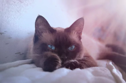 Siamese Cat - Desktop Wallpapers, Phone Wallpaper, PFP, Gifs, and More!