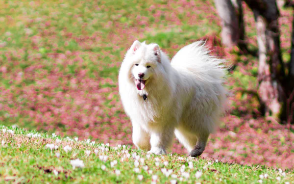 [10+] Samoyed 4k Wallpapers