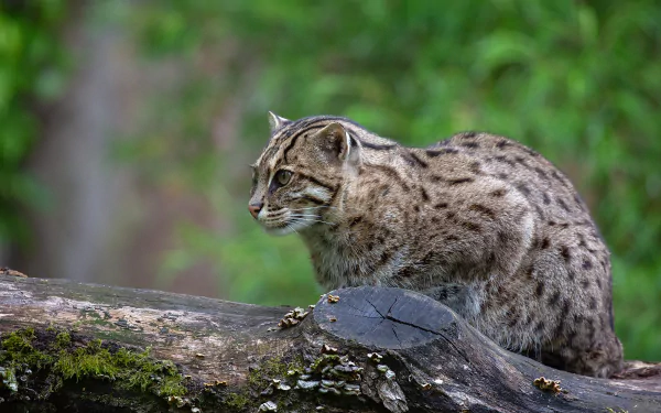 Minecraft Adventure: Enderman & Ocelot HD Wallpaper