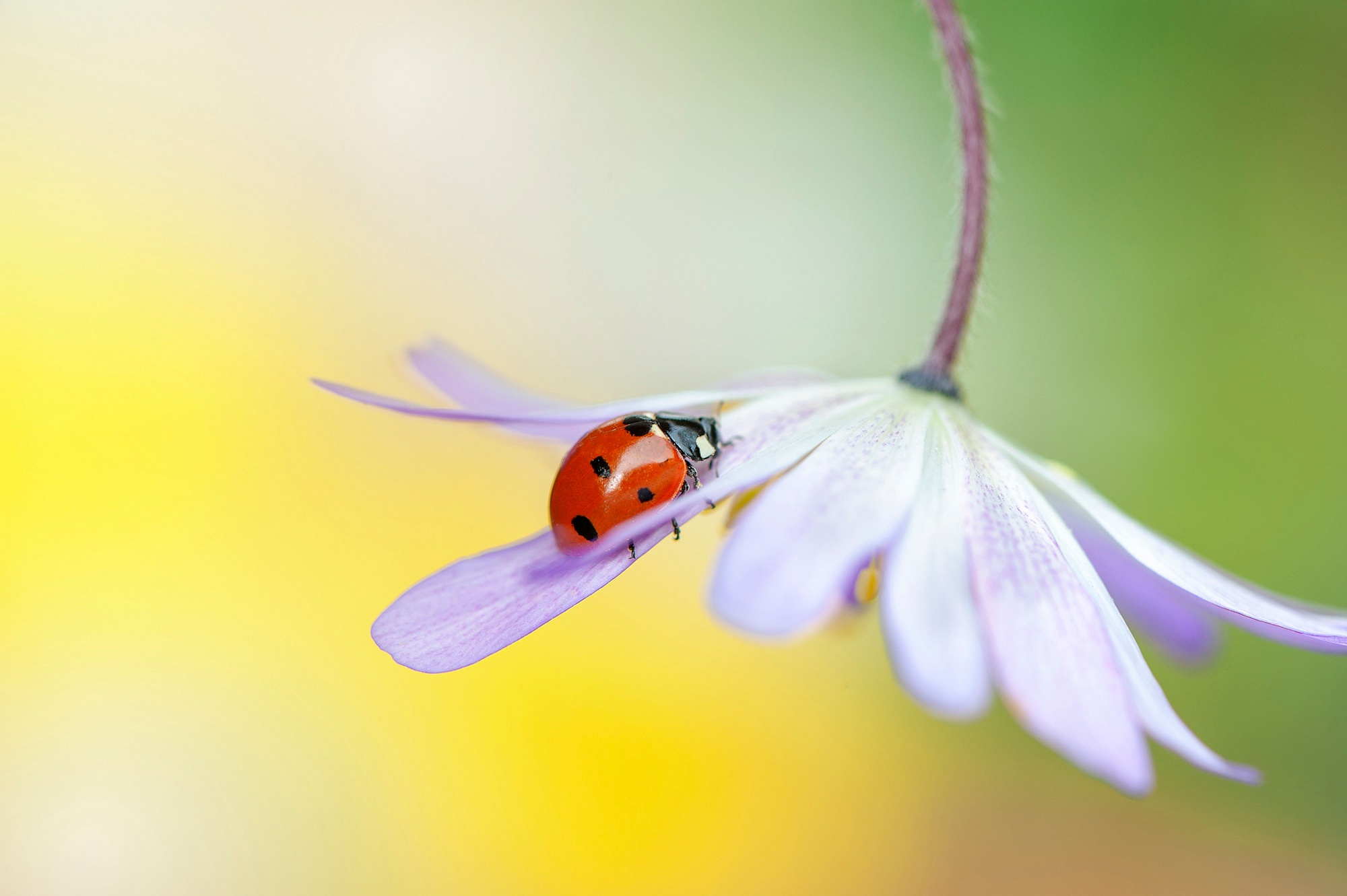 Ladybug HD Wallpaper