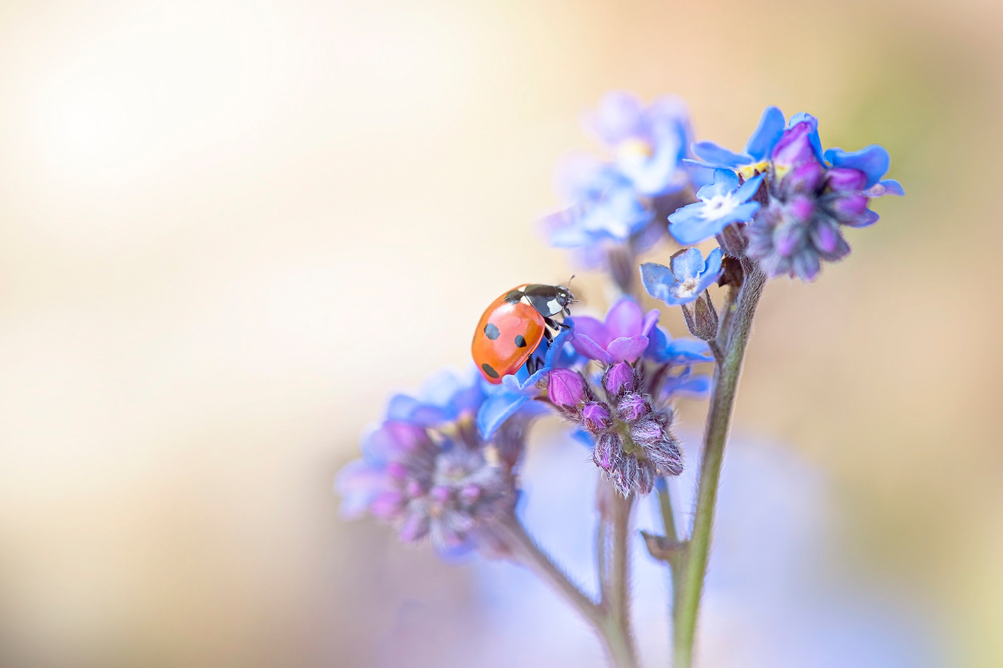 Ladybug HD Wallpaper