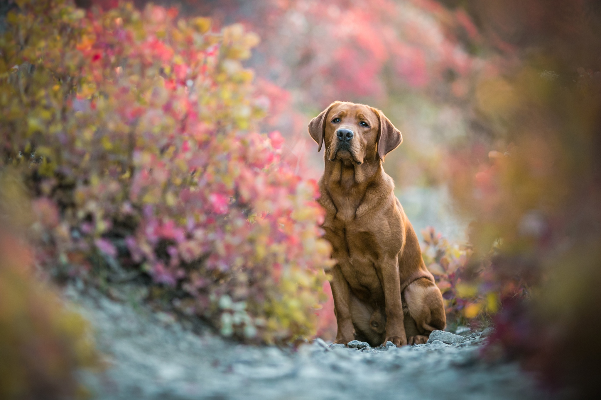 Labrador Retriever Wallpapers Widescreen