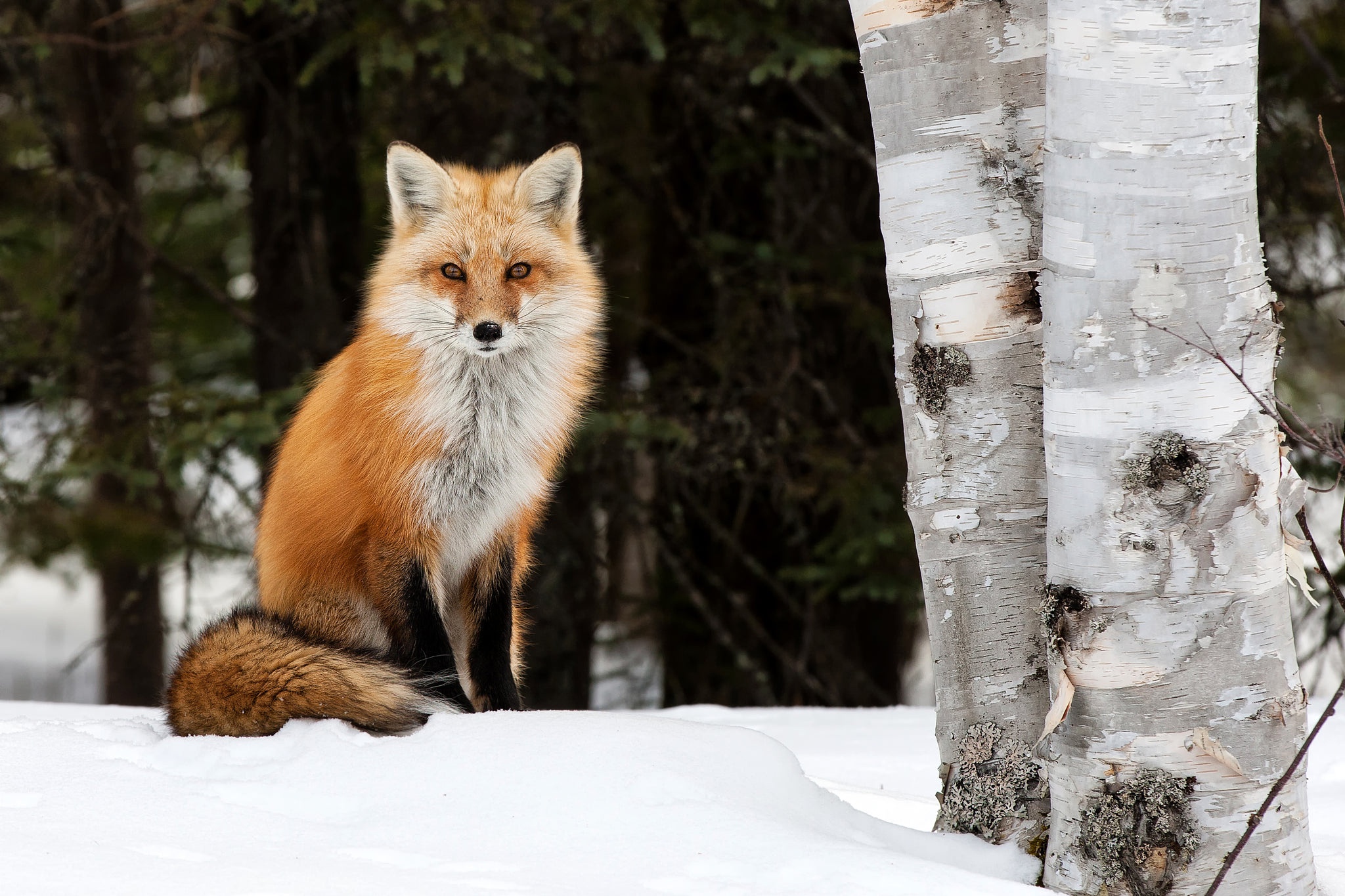 Download Snow Winter Animal Fox HD Wallpaper by Peter Darcy
