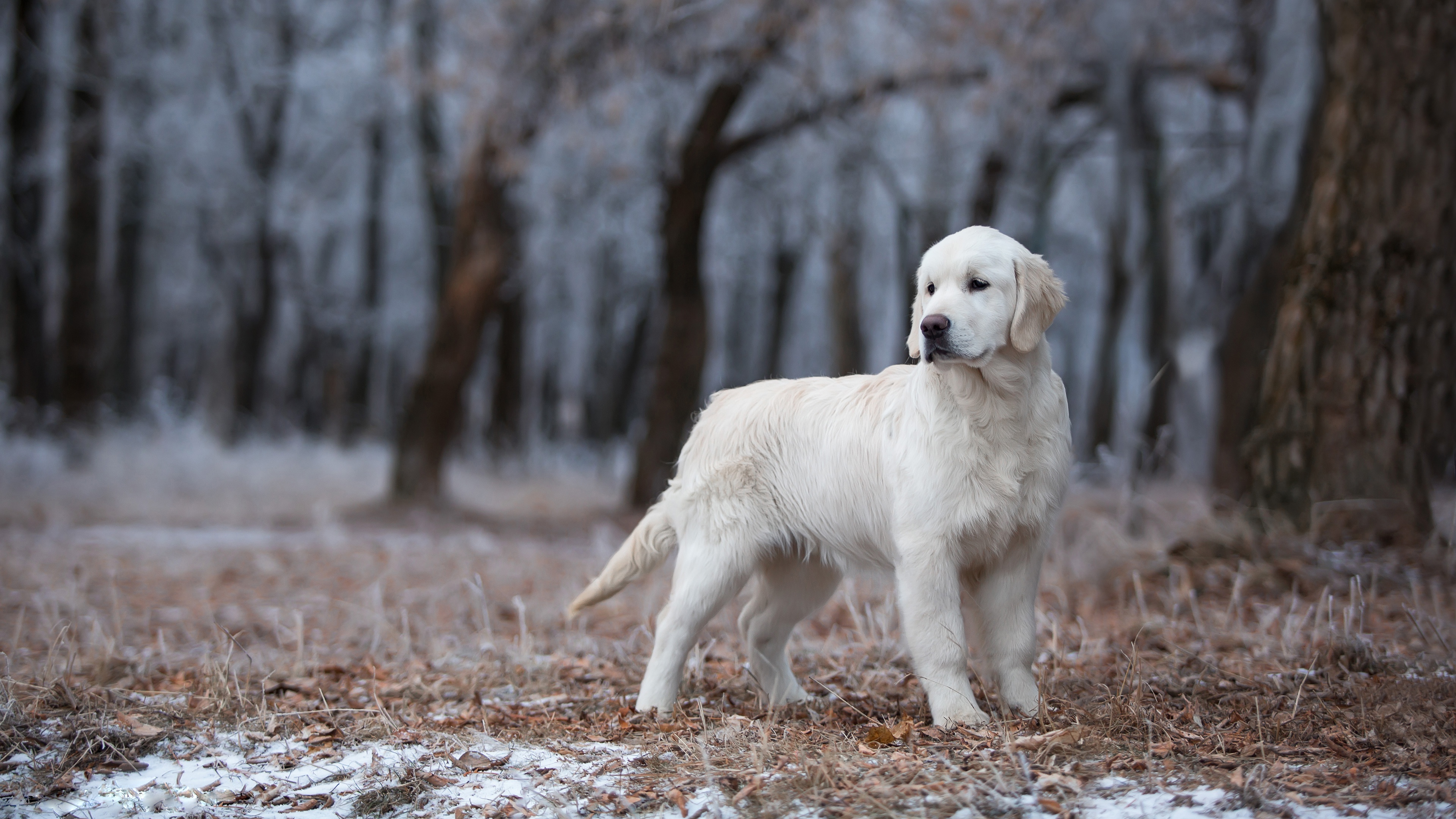 Download Depth Of Field Puppy Baby Animal Dog Animal Golden Retriever ...