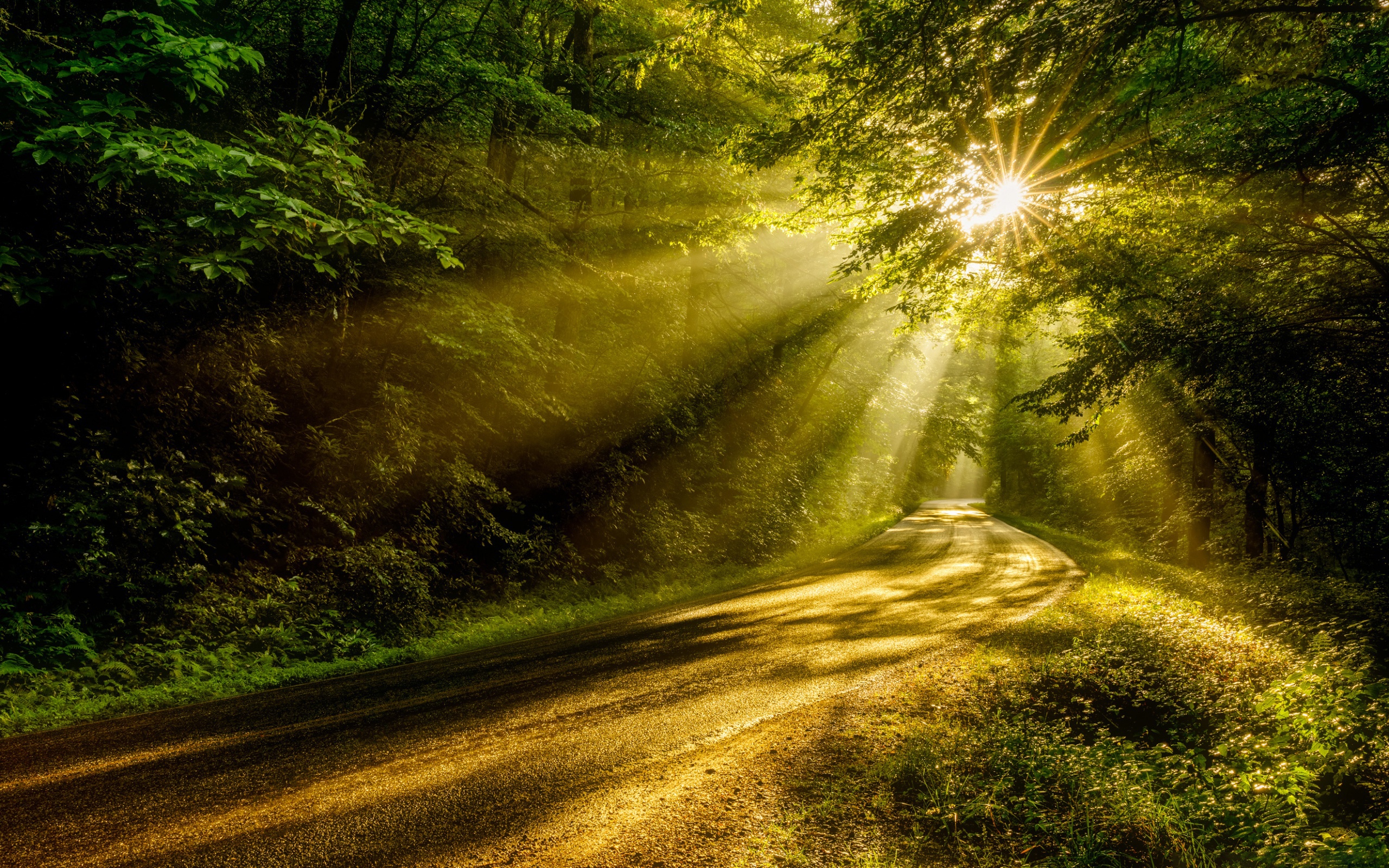 Download Nature Sunbeam Forest Man Made Road HD Wallpaper