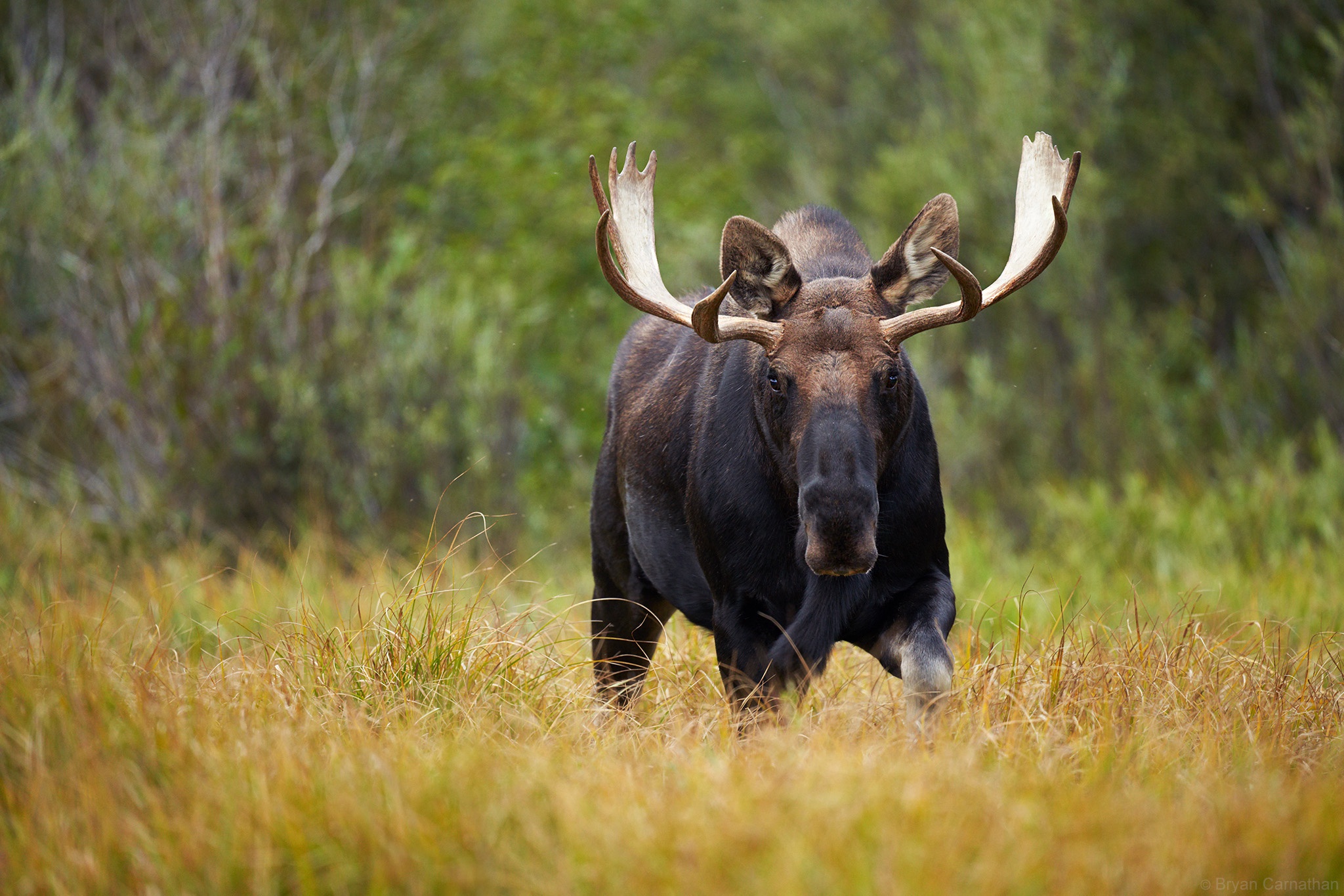 Moose HD Wallpaper