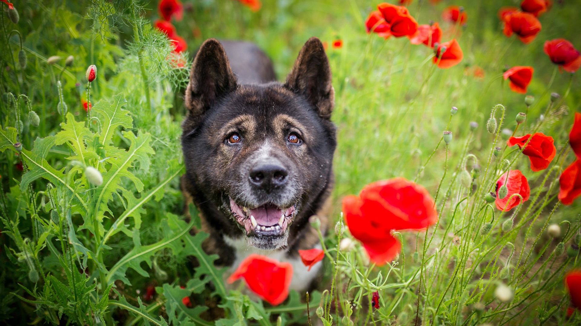 Download Poppy Red Flower Flower Animal Dog HD Wallpaper