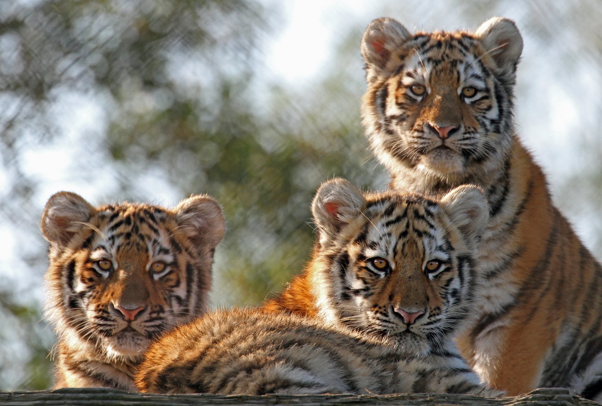 4K Tiger Cubs — Adorable Baby Animals Wallpaper | 4000x2697 | Wallpaper ...