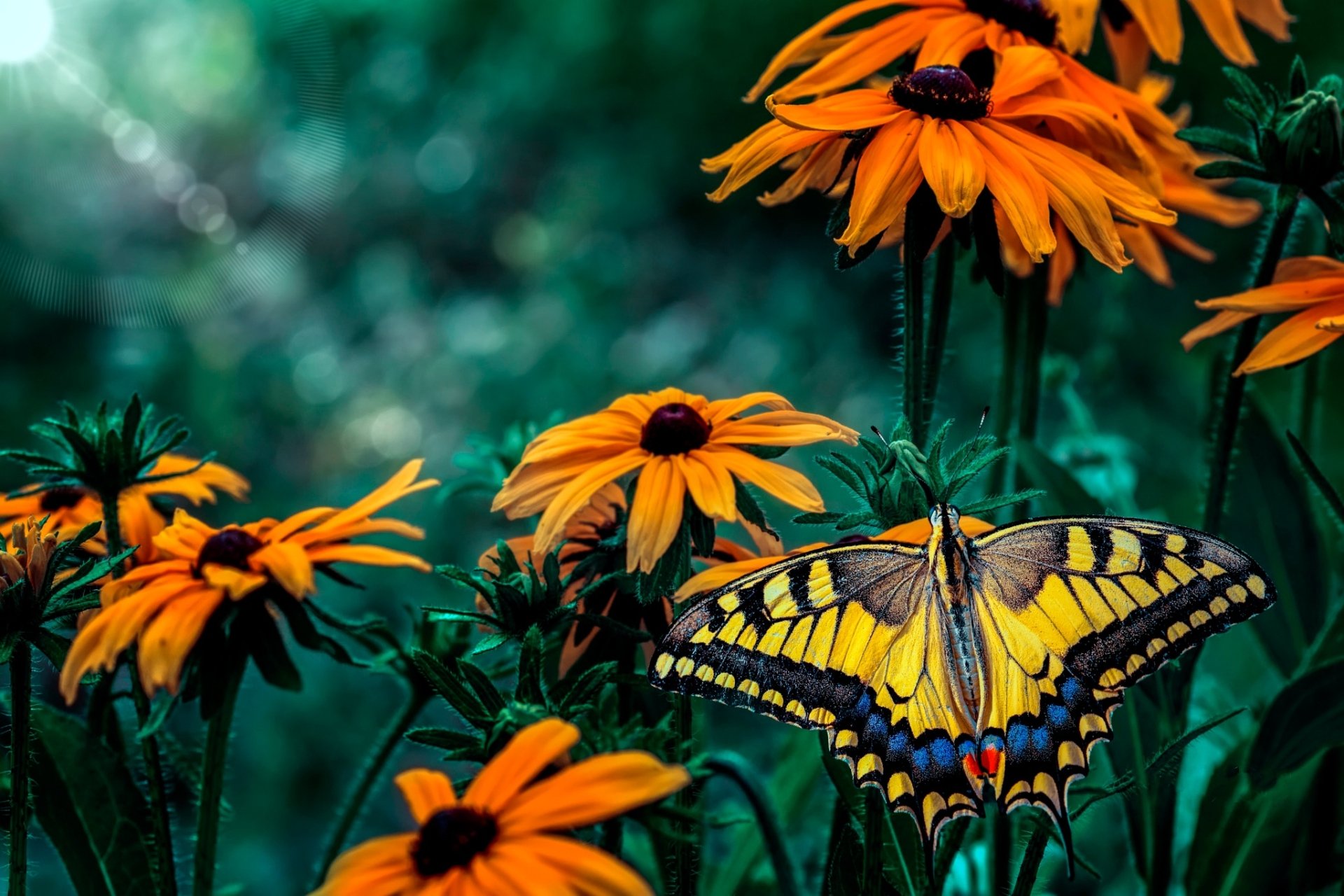 Yellow butterfly resting on orange flowers