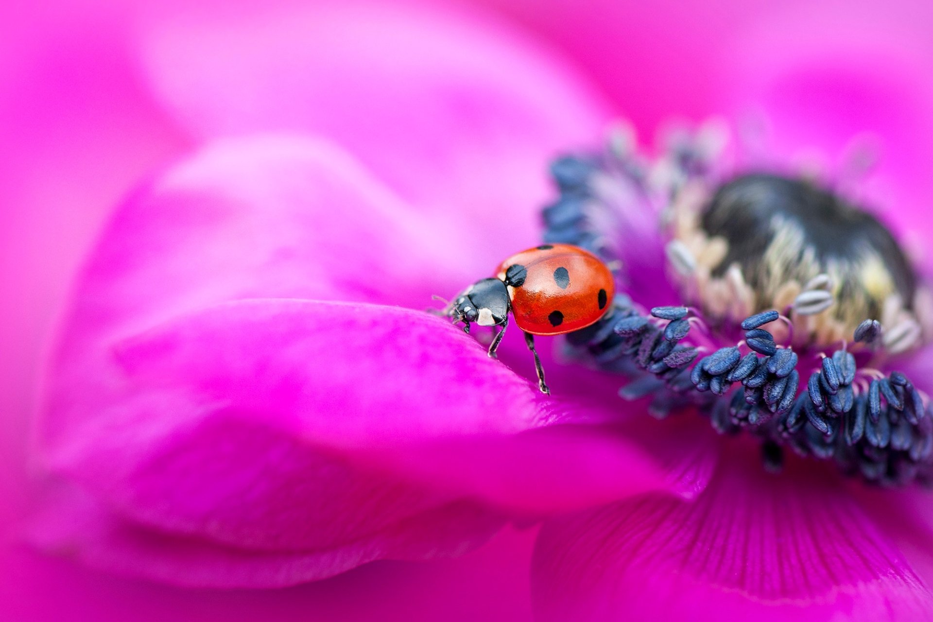 Download Anemone Insect Macro Flower Animal Ladybug HD Wallpaper