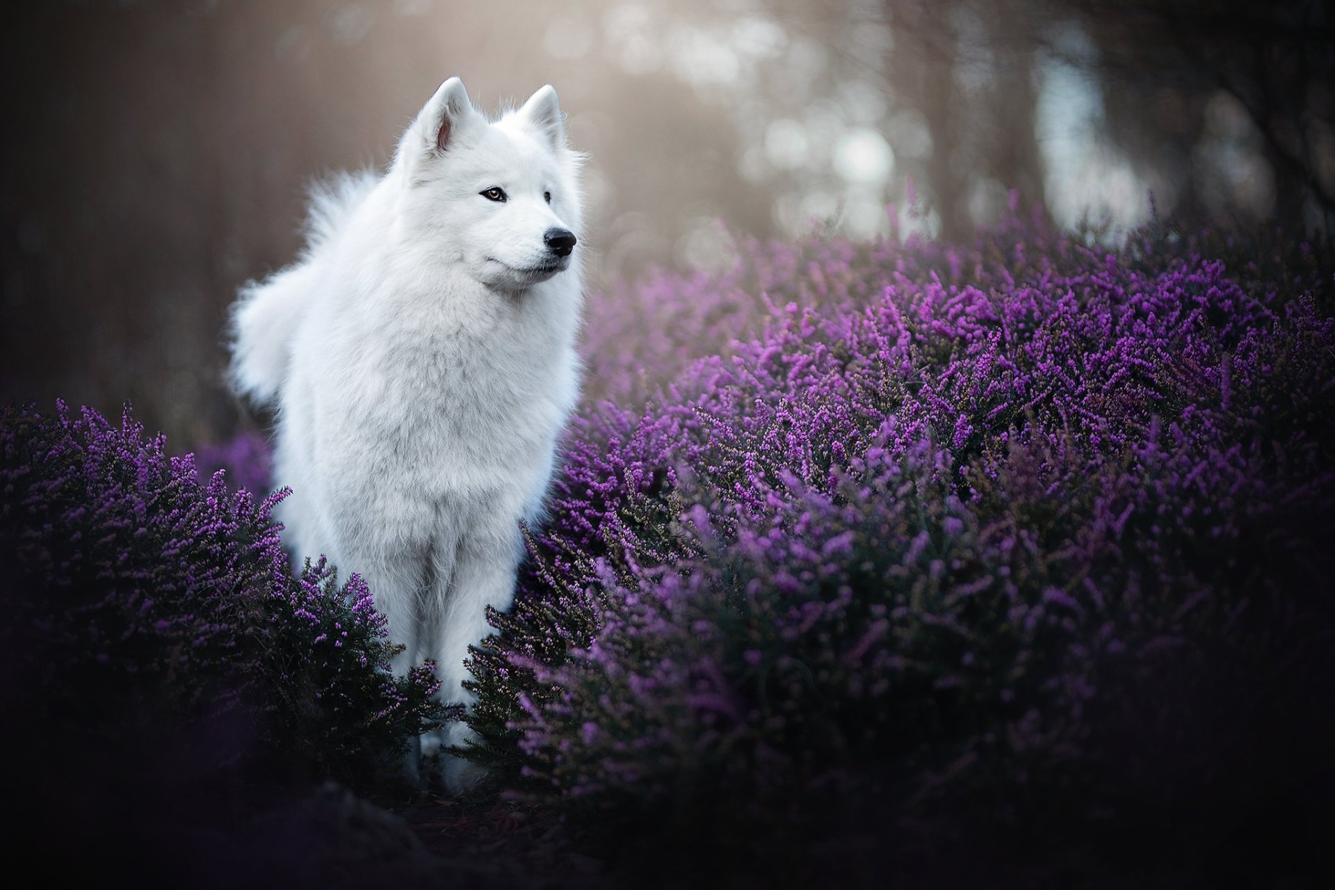 Download Purple Flower Heather Dog Animal Samoyed HD Wallpaper ...