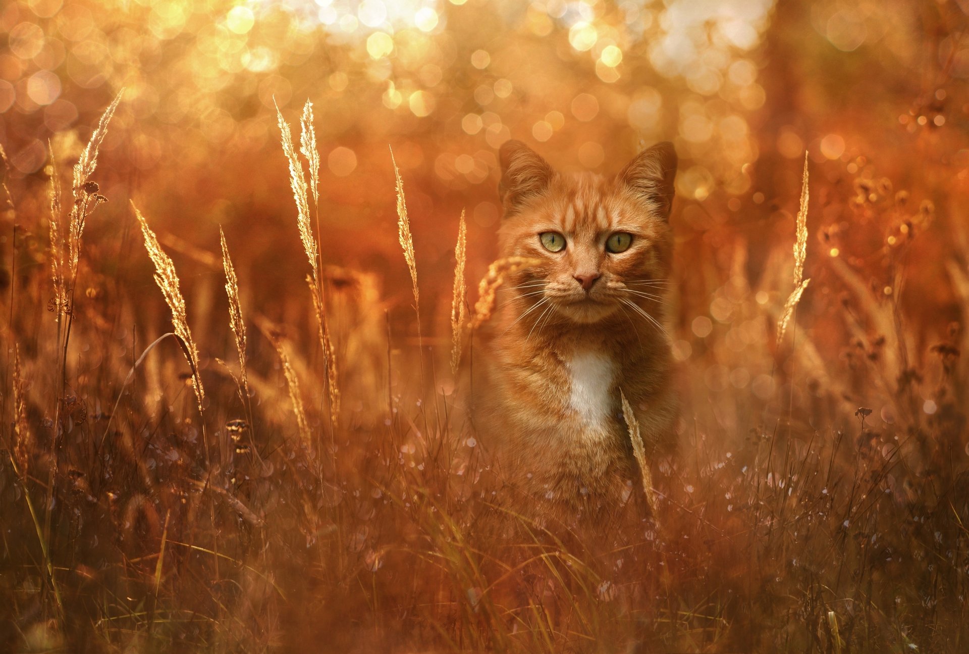 Golden Gaze Cat - HD Wallpaper