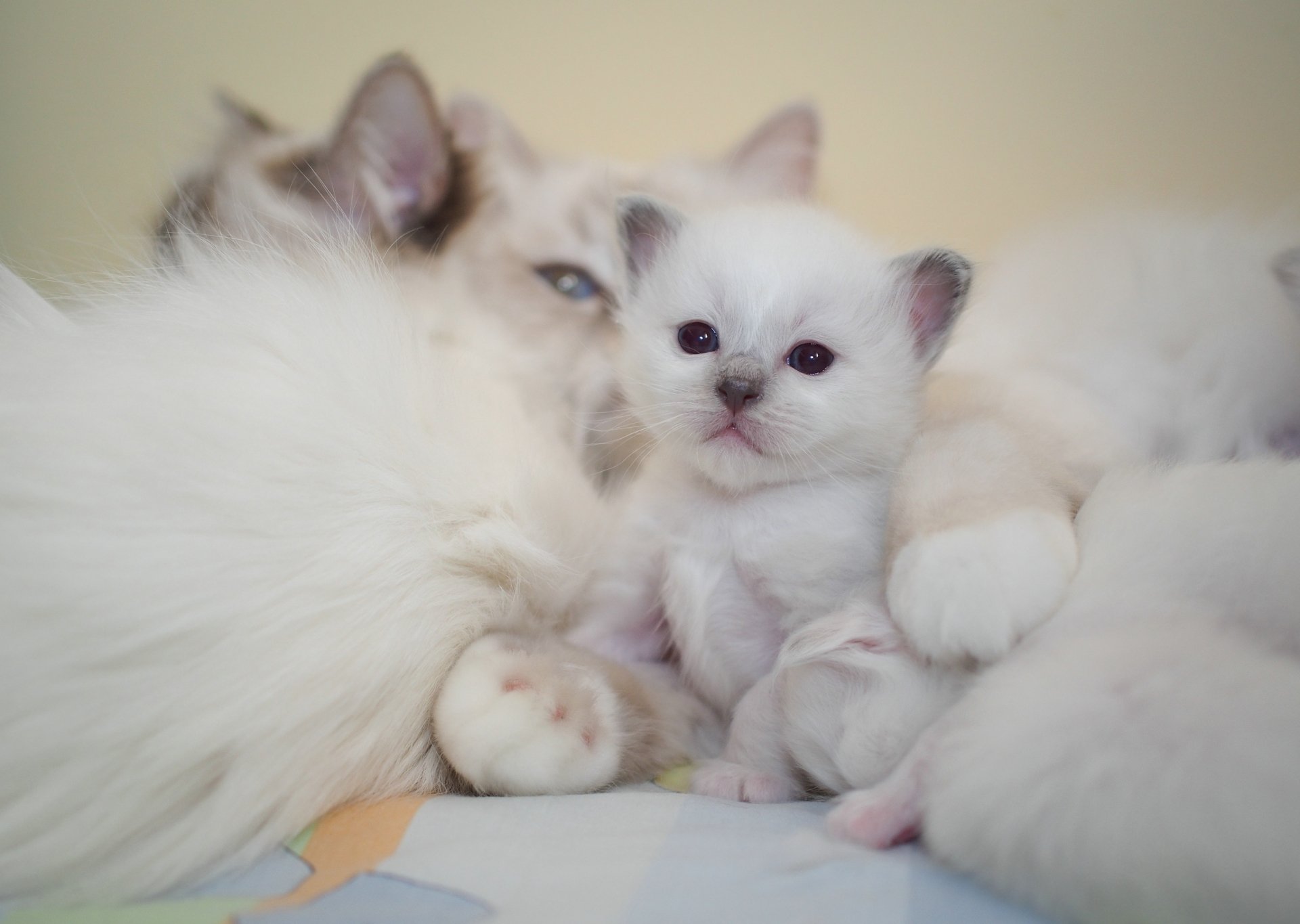 Download Kitten Baby Animal Animal Cat HD Wallpaper | 2516x1789 ...