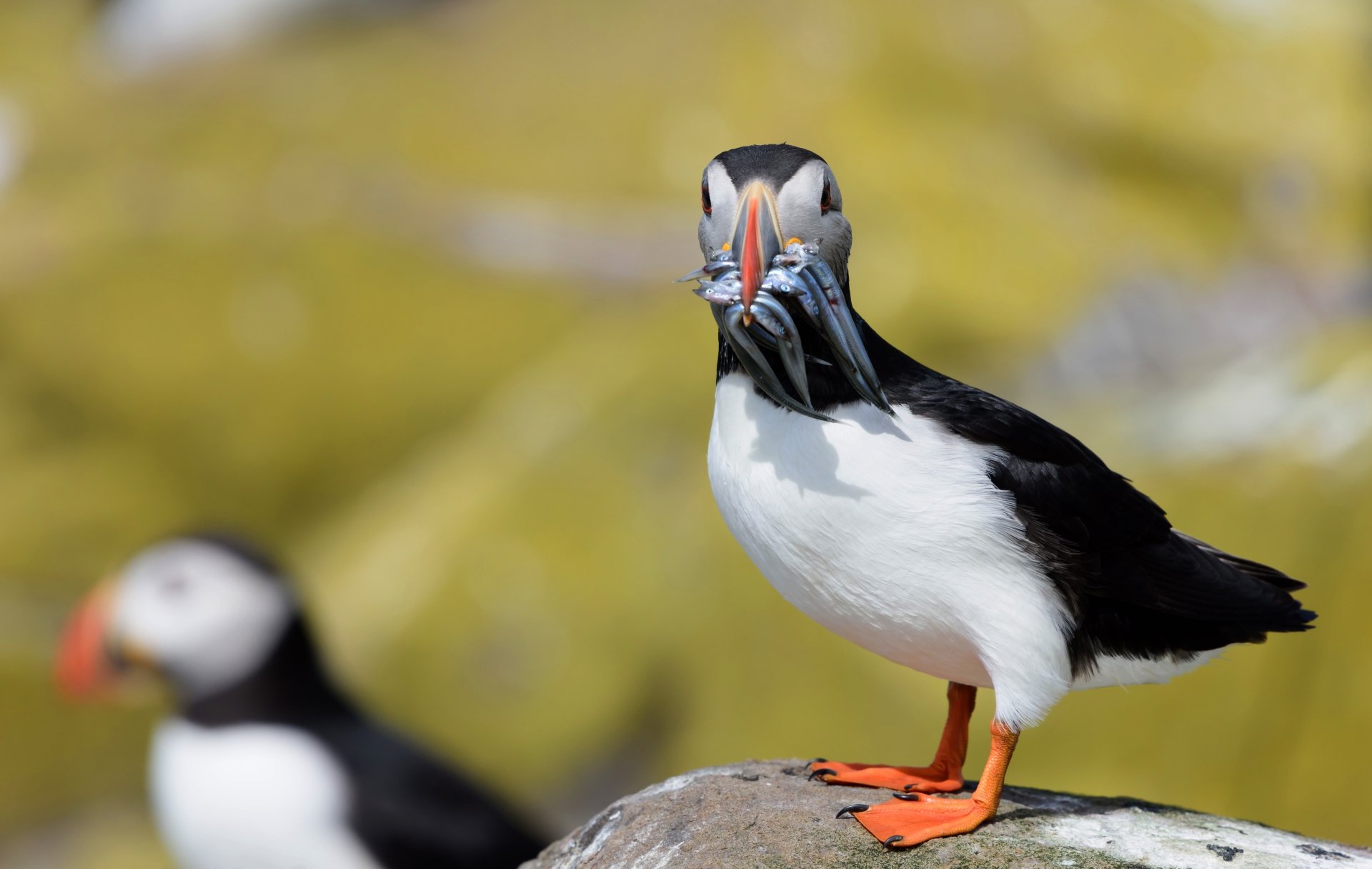Download Bird Animal Puffin 4k Ultra HD Wallpaper | 7360x4660 ...