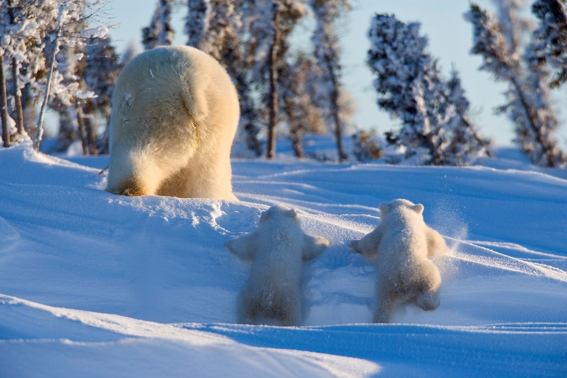 Download Baby Animal Cub Snow Animal Polar Bear Winter Animals HD ...