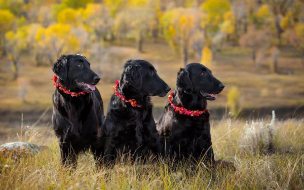 Download Staffordshire Bull Terrier Animal Dog Black Dog 4k Ultra HD ...
