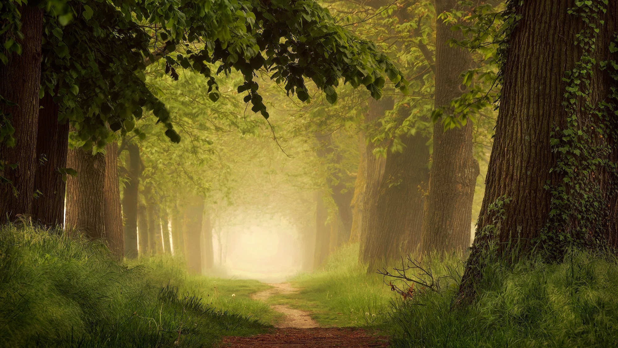 Download Greenery Fog Dirt Road Forest Nature Path HD Wallpaper