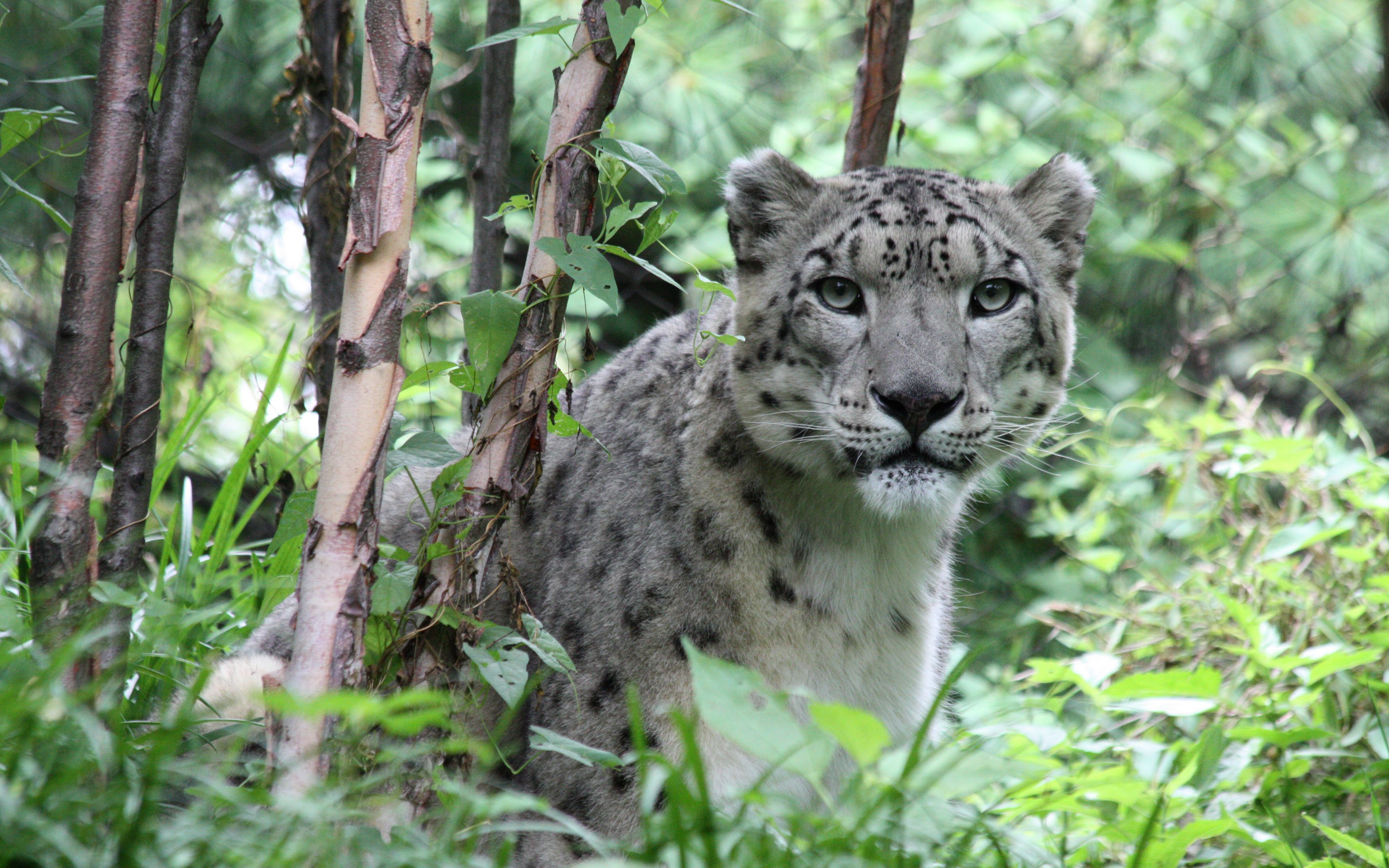 Snow Leopard 4k Ultra HD Wallpaper