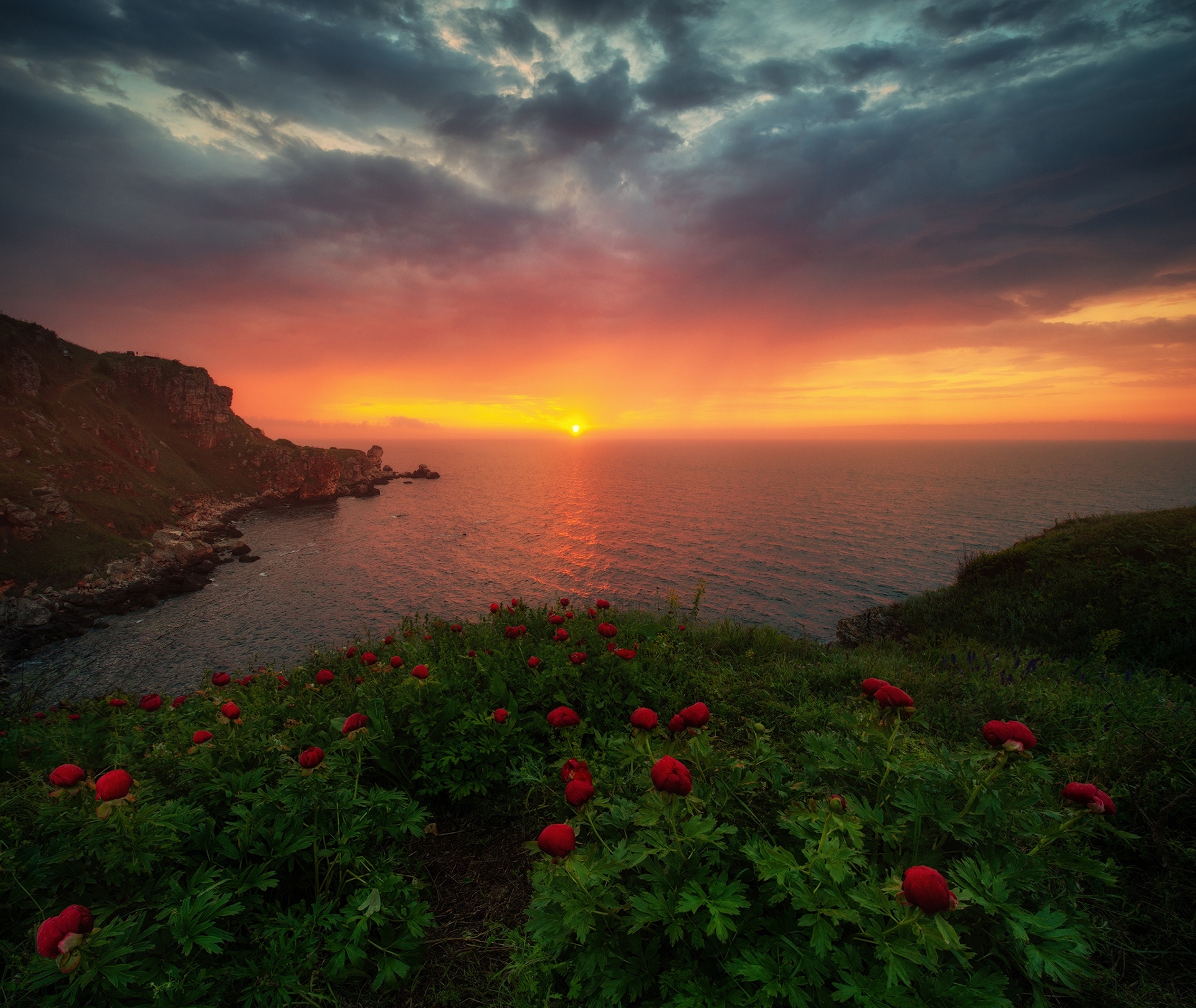Download Red Flower Horizon Ocean Nature Sunrise HD Wallpaper