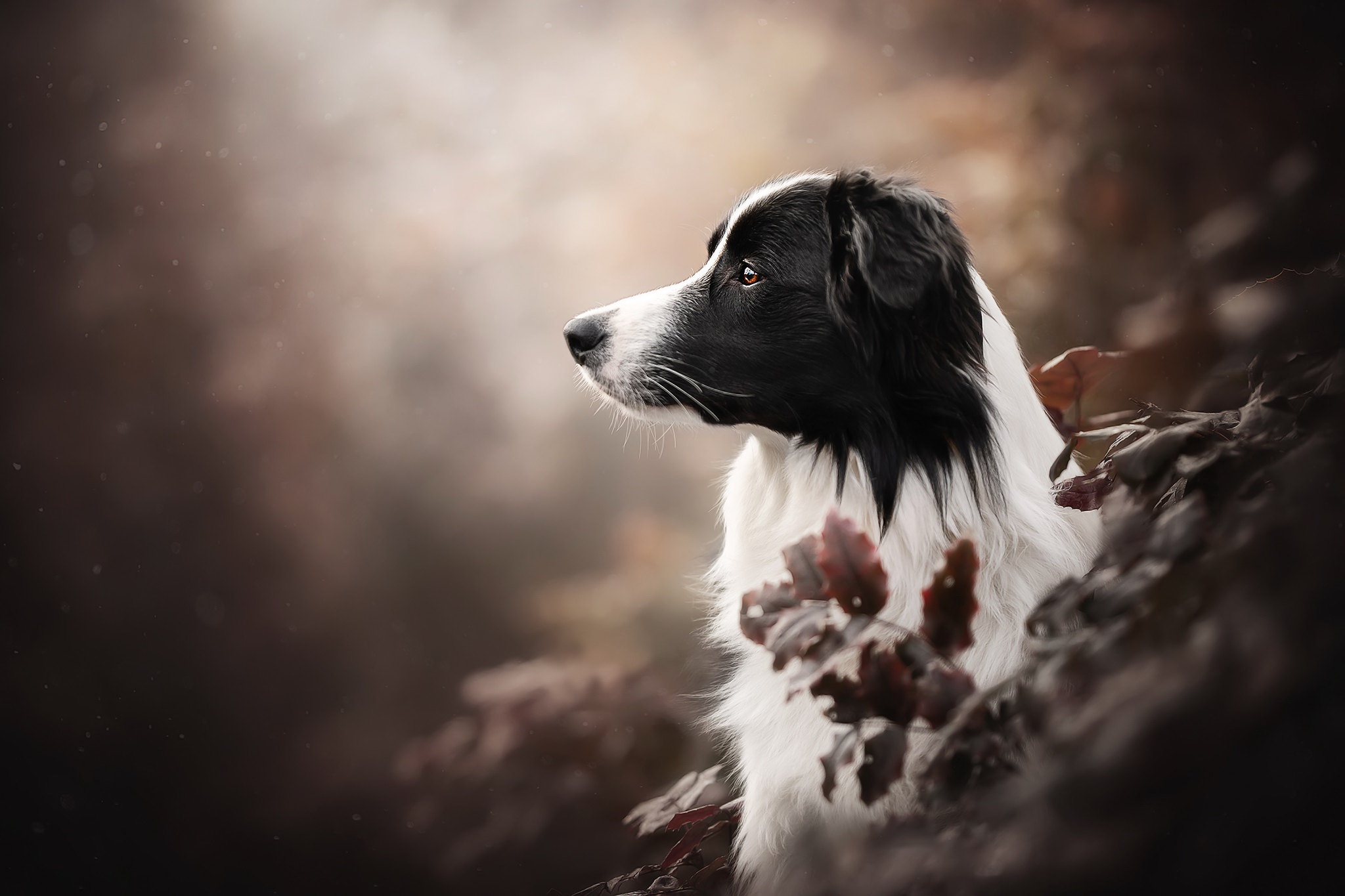 Download Depth Of Field Animal Dog HD Wallpaper