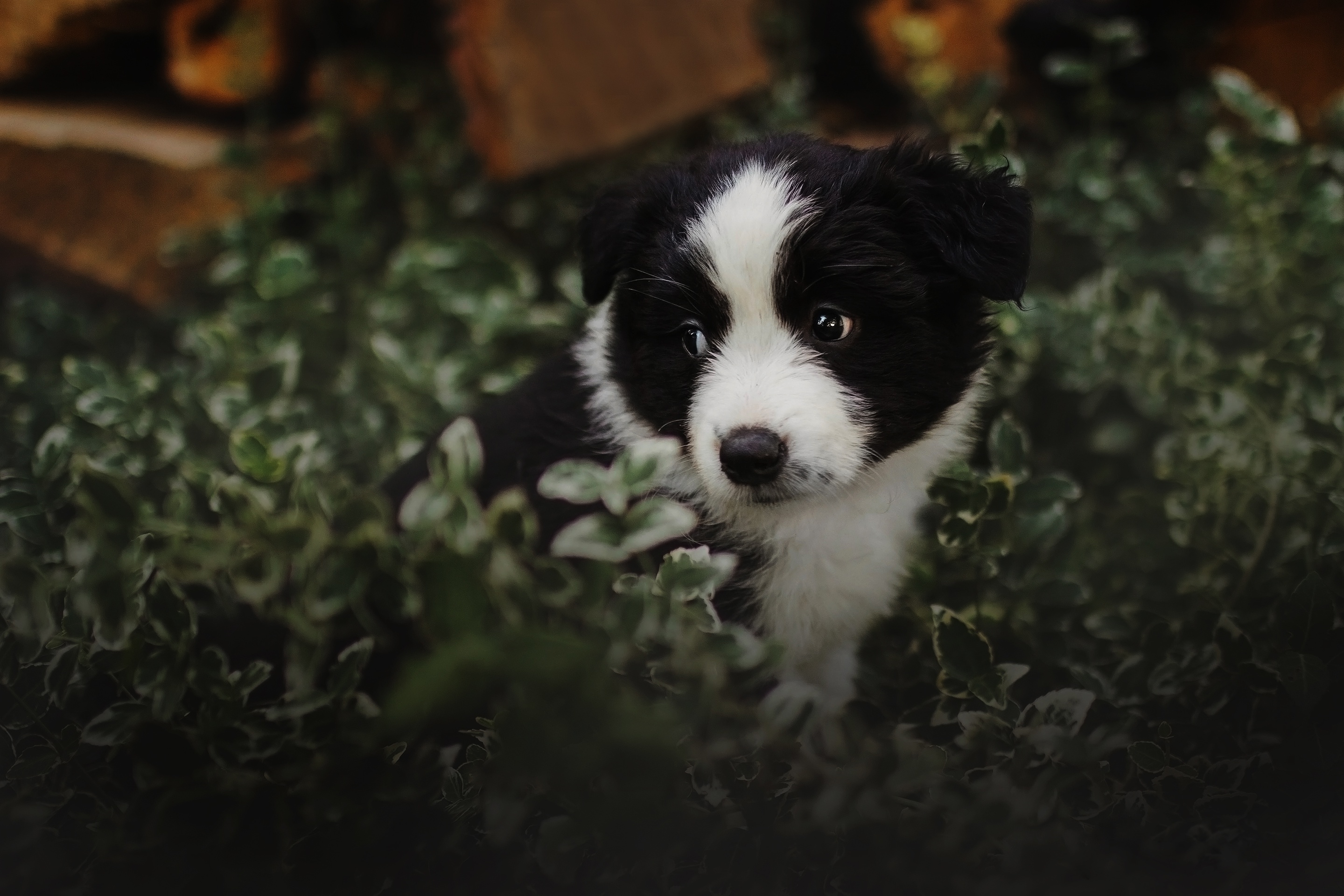 Download Puppy Baby Animal Dog Animal Border Collie HD Wallpaper