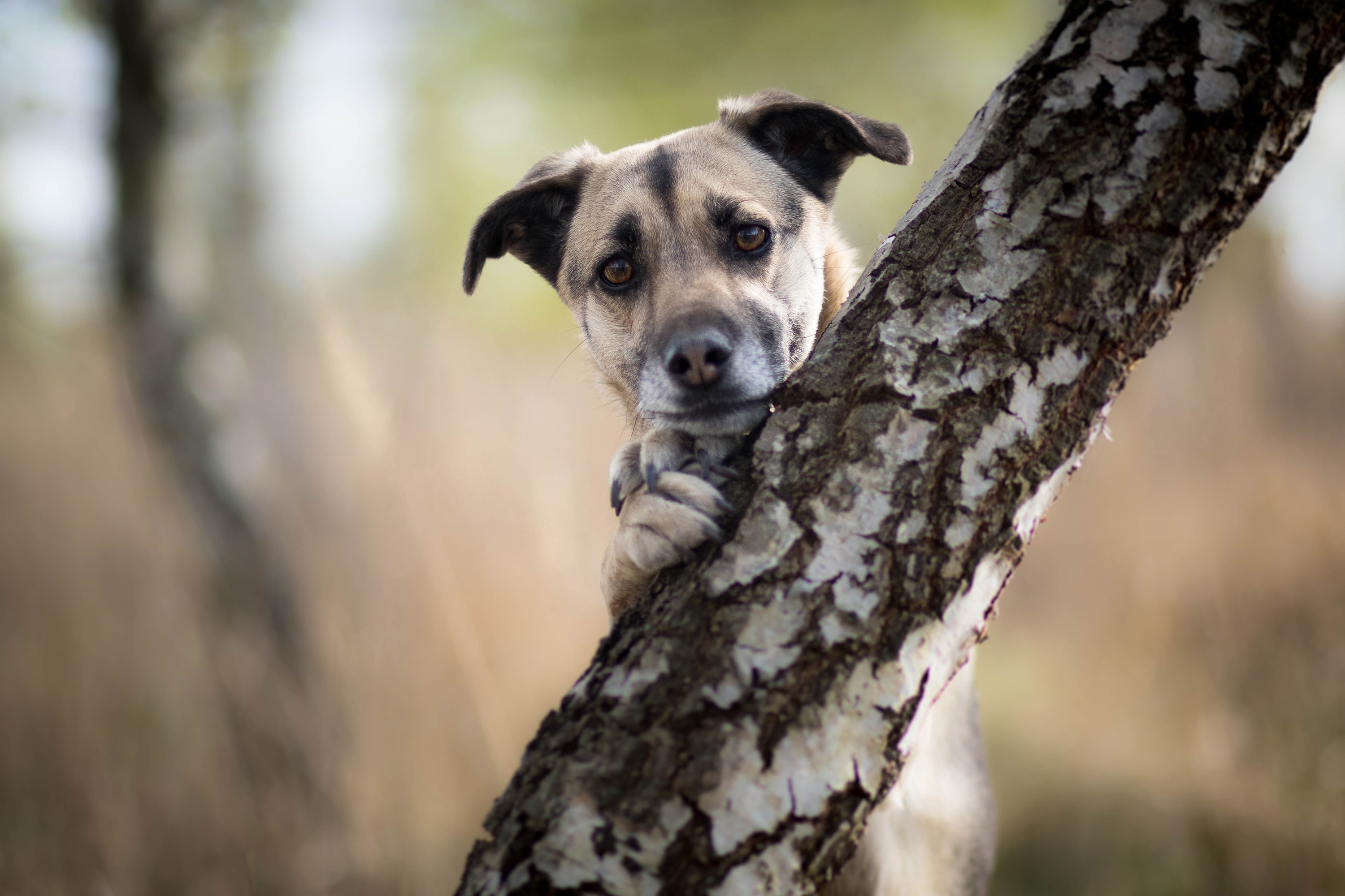 Download Depth Of Field Animal Dog HD Wallpaper