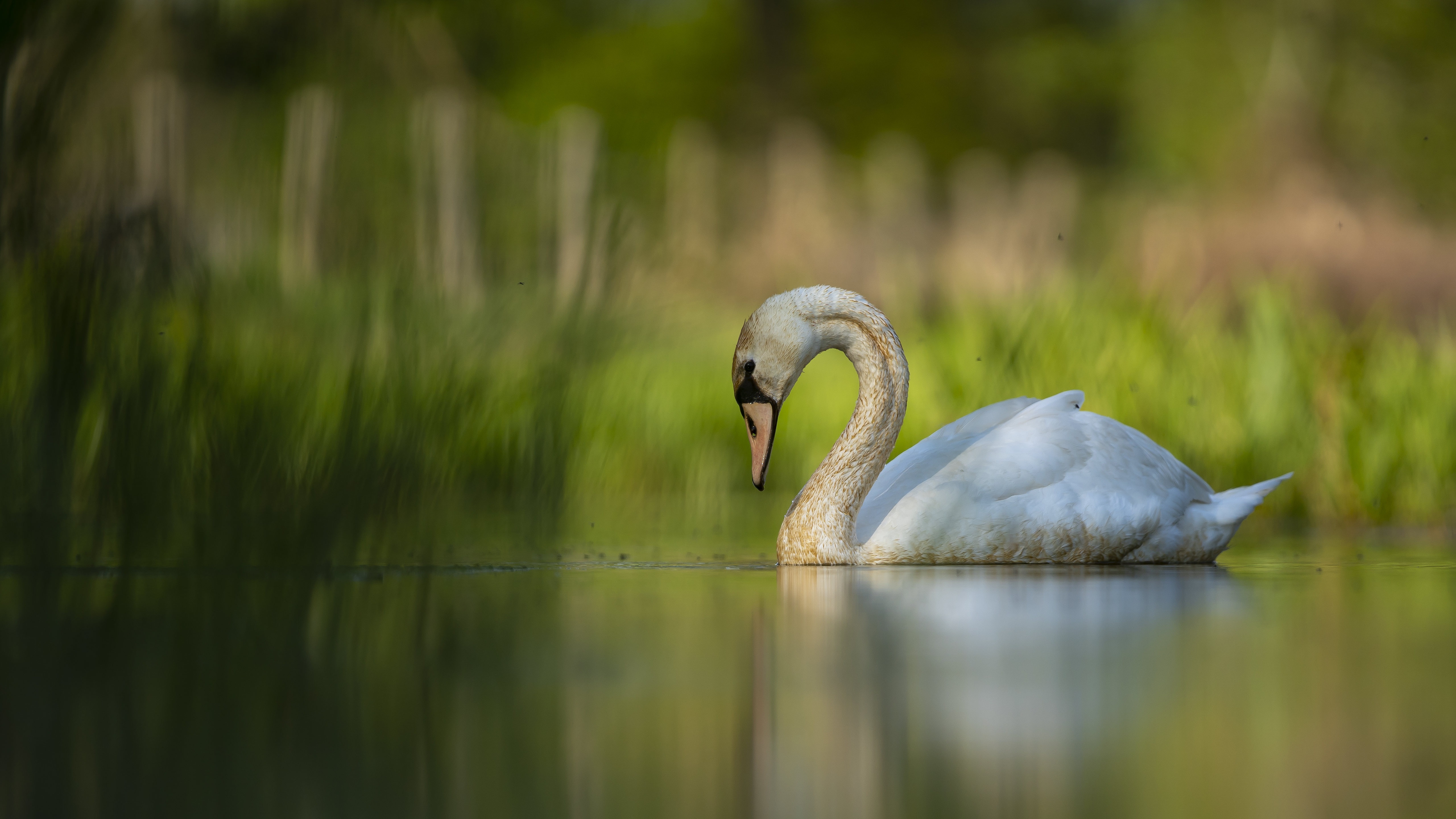 Download Depth Of Field Swan Bird Animal Mute Swan 4k Ultra HD Wallpaper