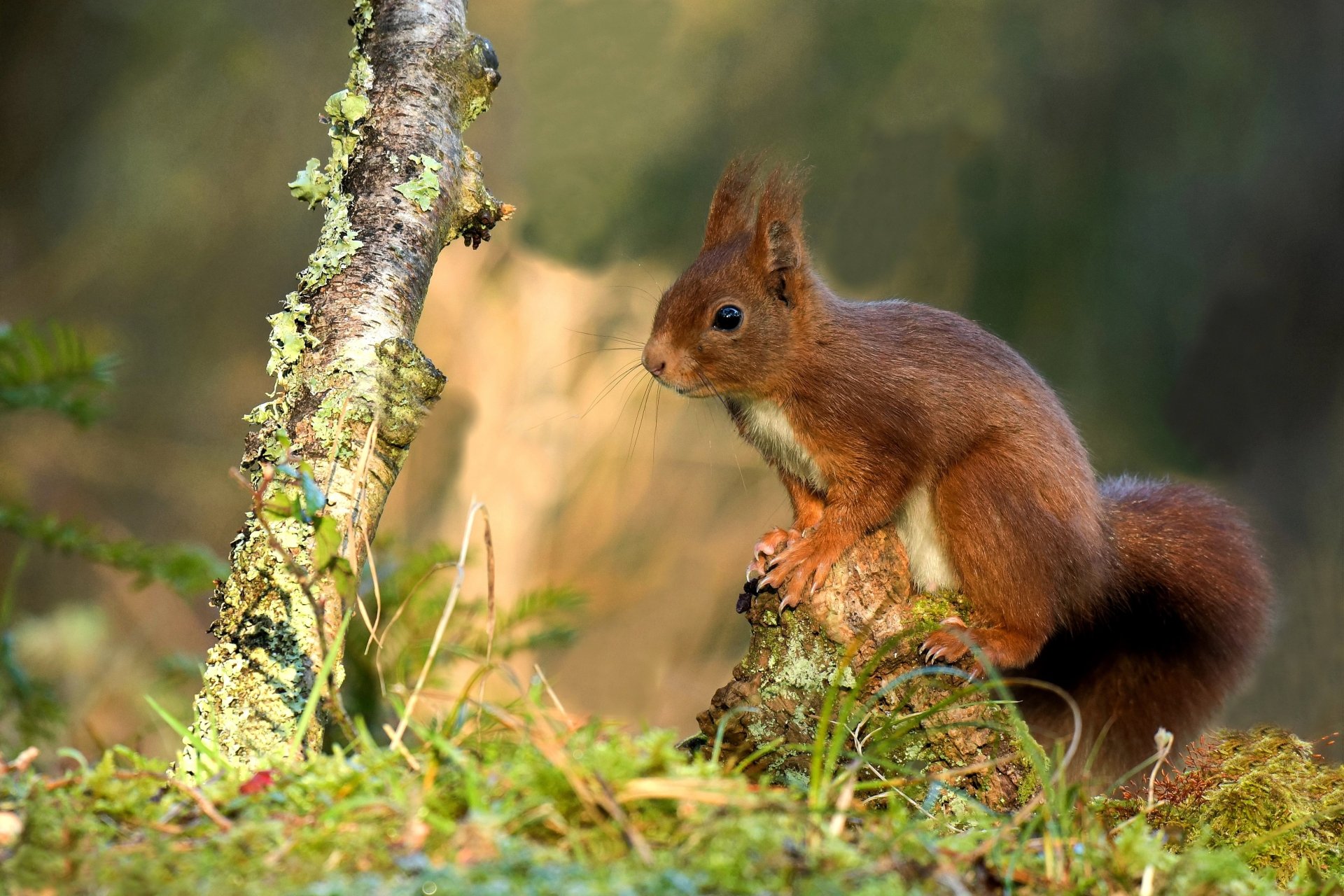 4K Ultra HD Vibrant Squirrel in Natural Rodent Habitat | 4420x2947 ...