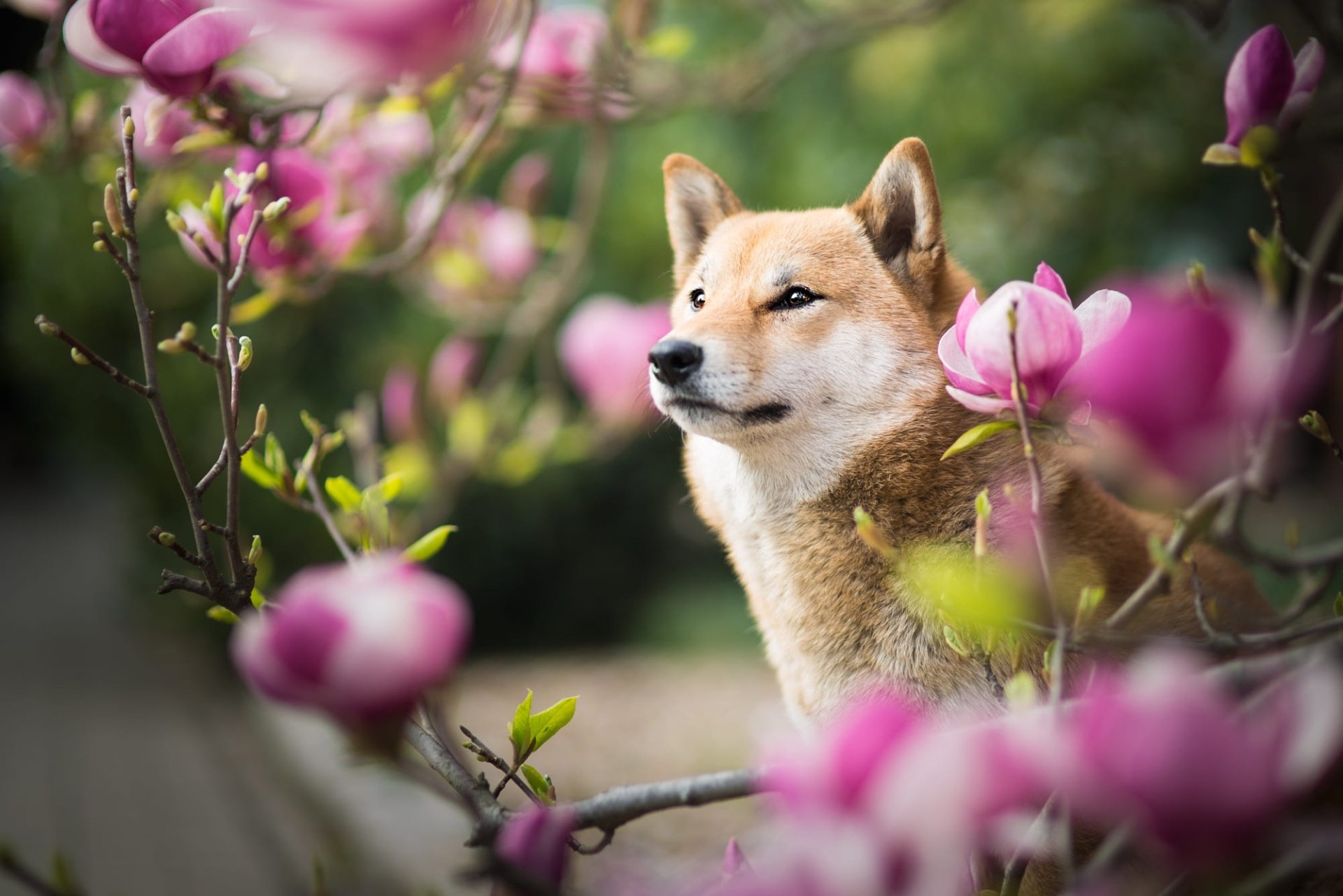 Download Flower Dog Magnolia Animal Shiba Inu HD Wallpaper