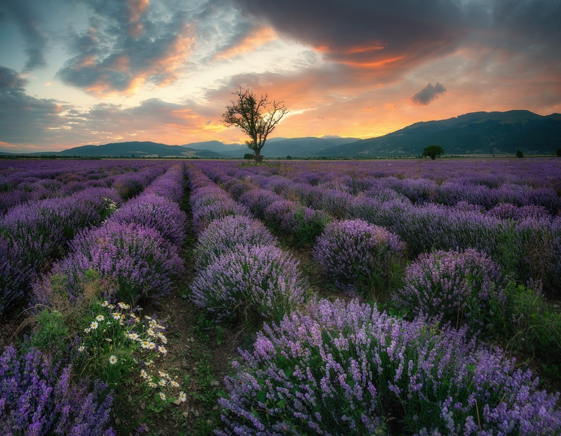 Download Purple Flower Flower Nature Field Lavender HD Wallpaper ...