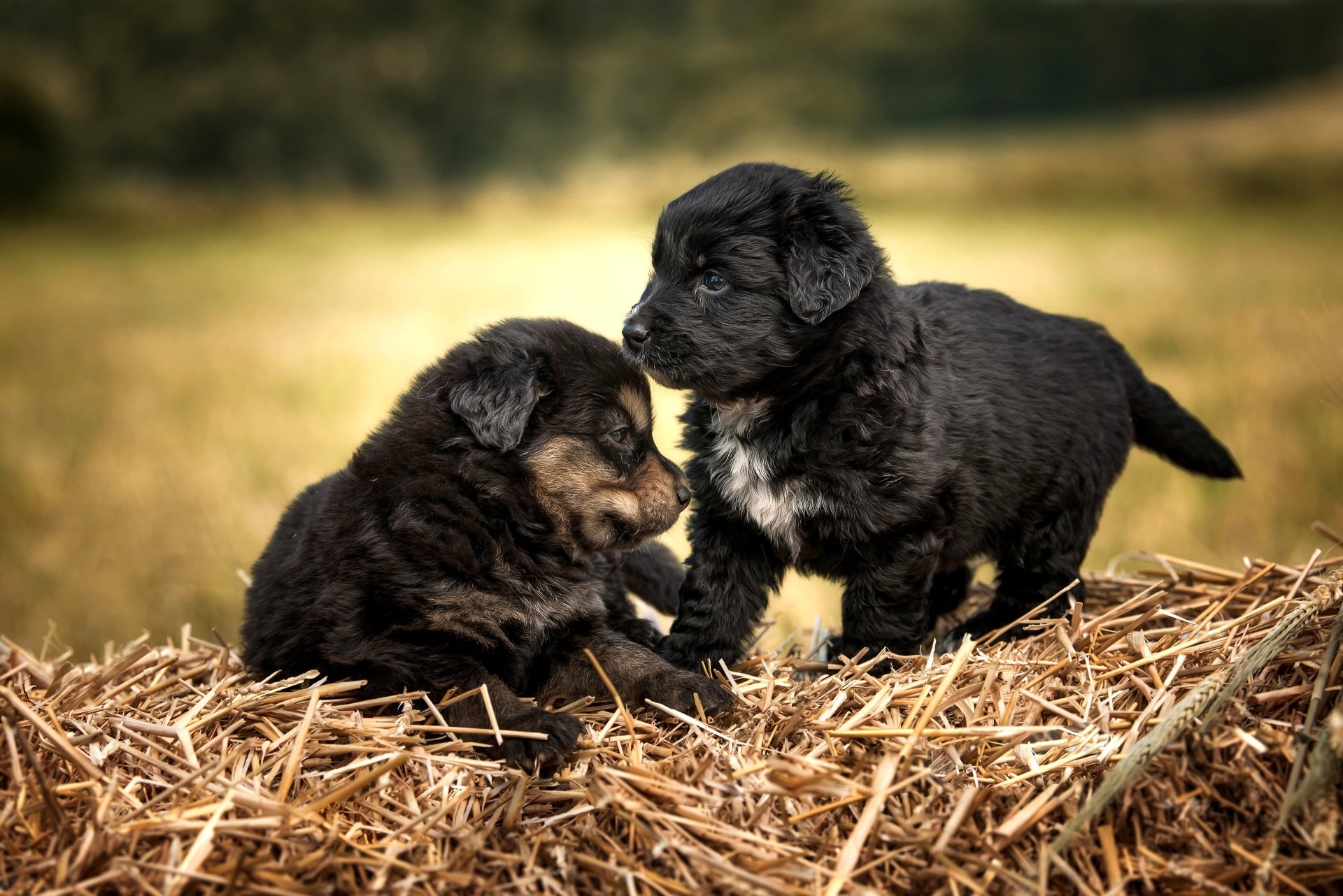 Adorable 4K Ultra HD Puppies: Heartwarming Baby Dogs in Nature