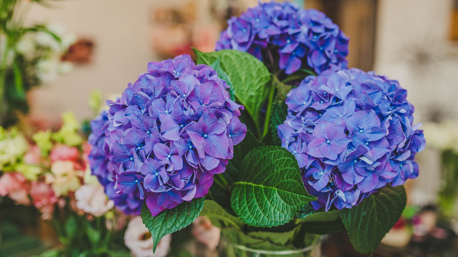 Download Flower Nature Hydrangea HD Wallpaper