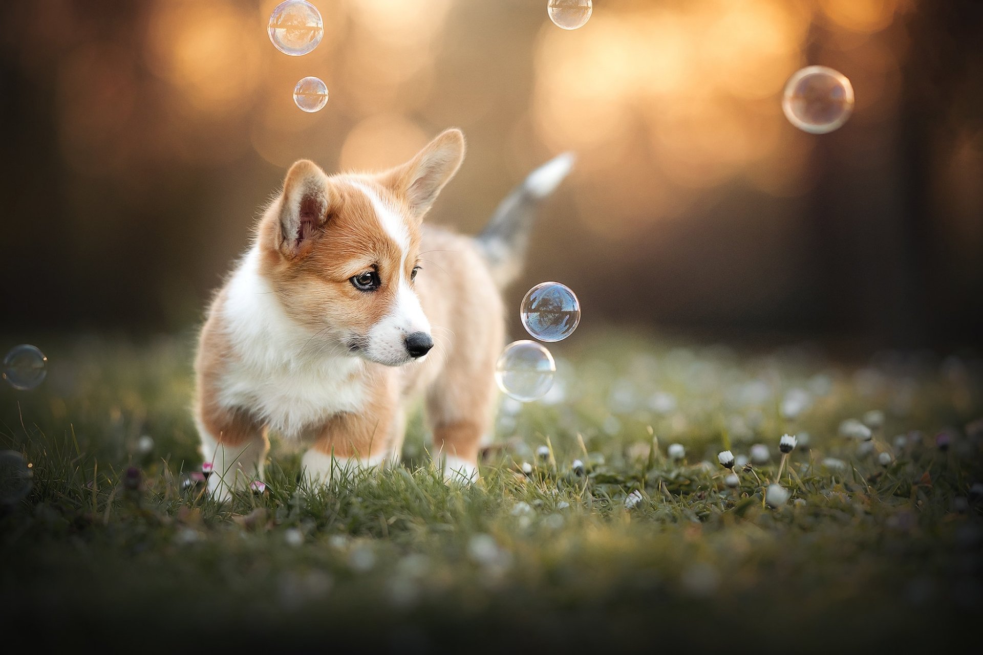 Download Baby Animal Depth Of Field Puppy Bubble Dog Animal Corgi HD ...