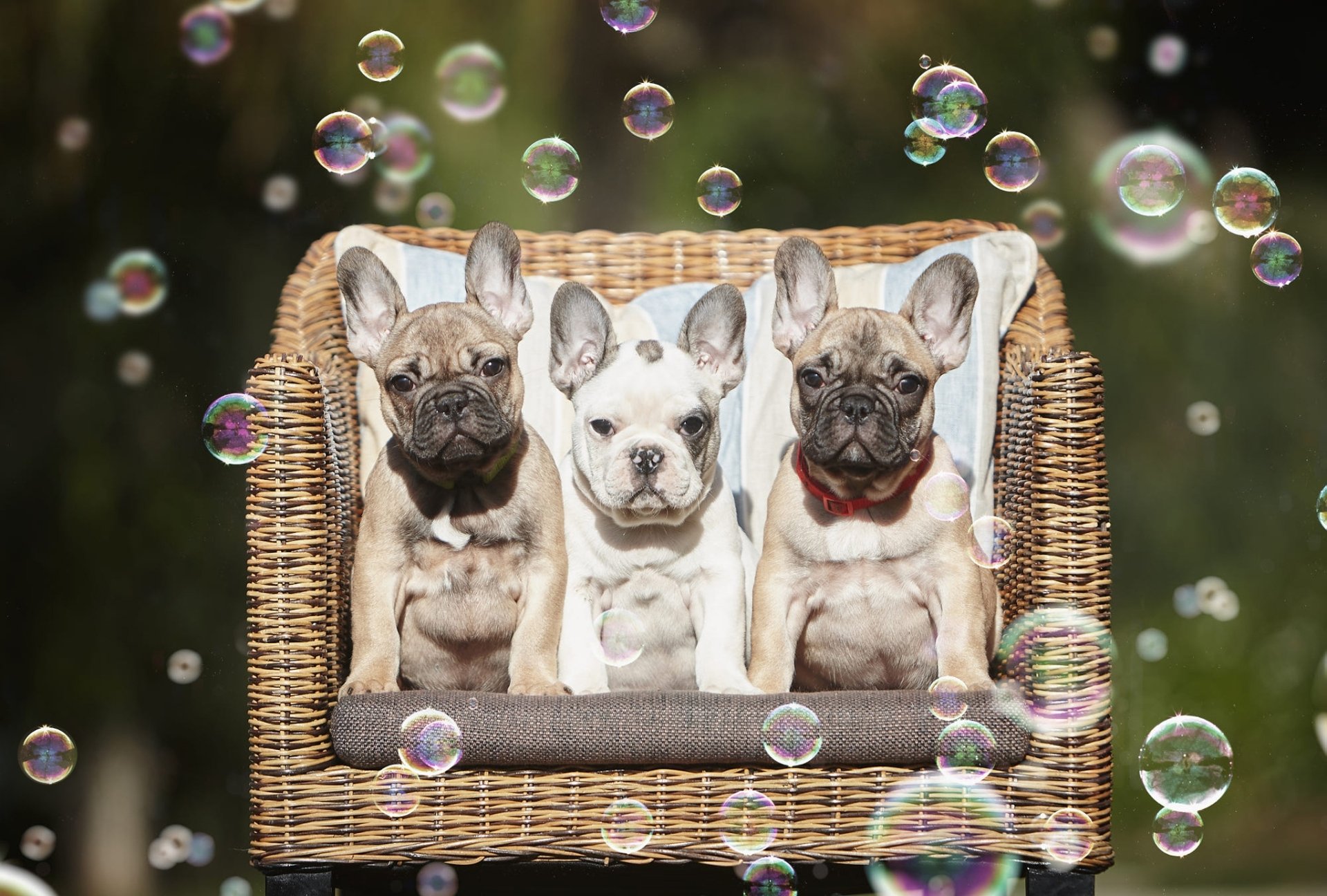 Download Bubble Puppy Baby Animal Dog Animal French Bulldog HD Wallpaper
