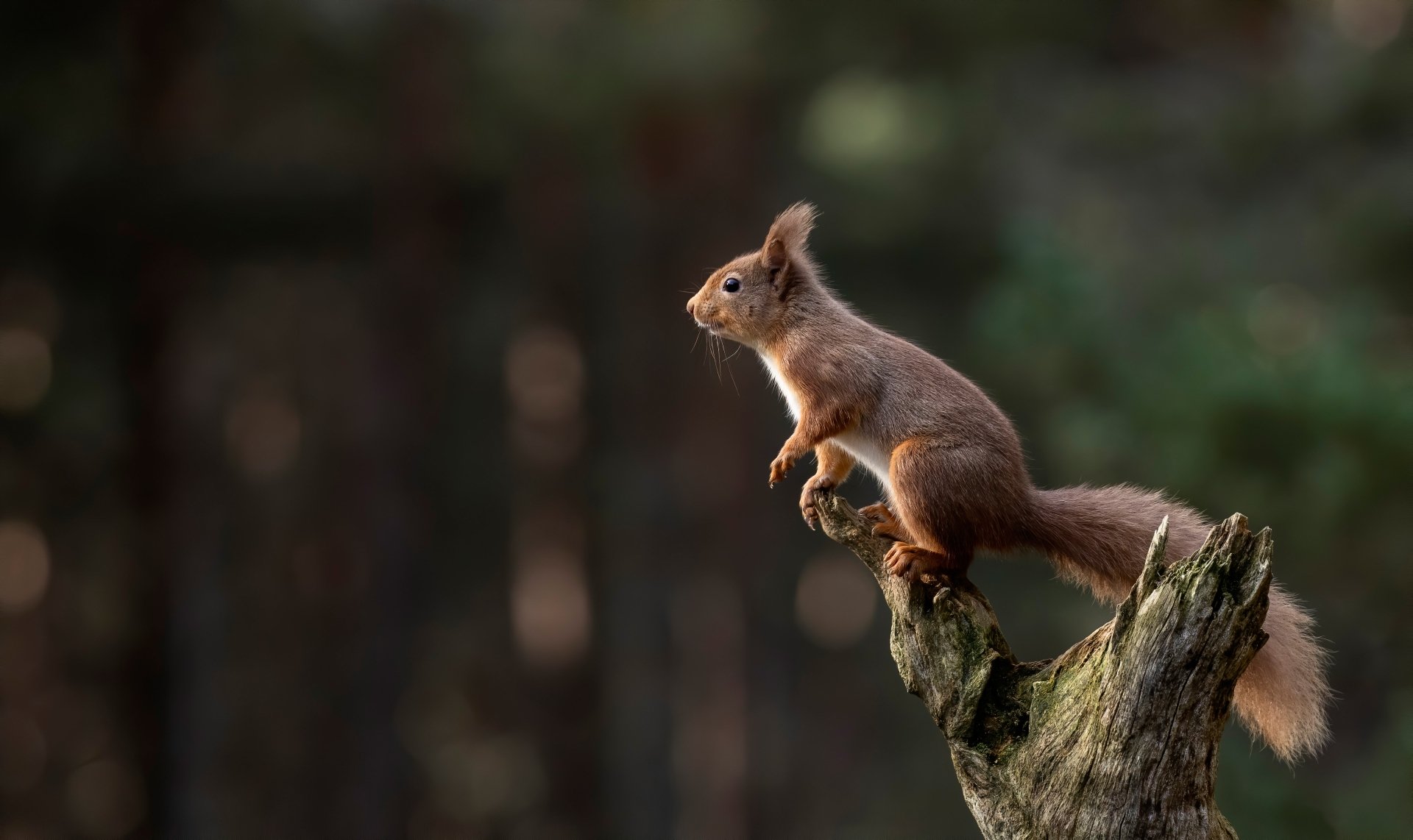 Download Depth Of Field Rodent Animal Squirrel 4k Ultra HD Wallpaper