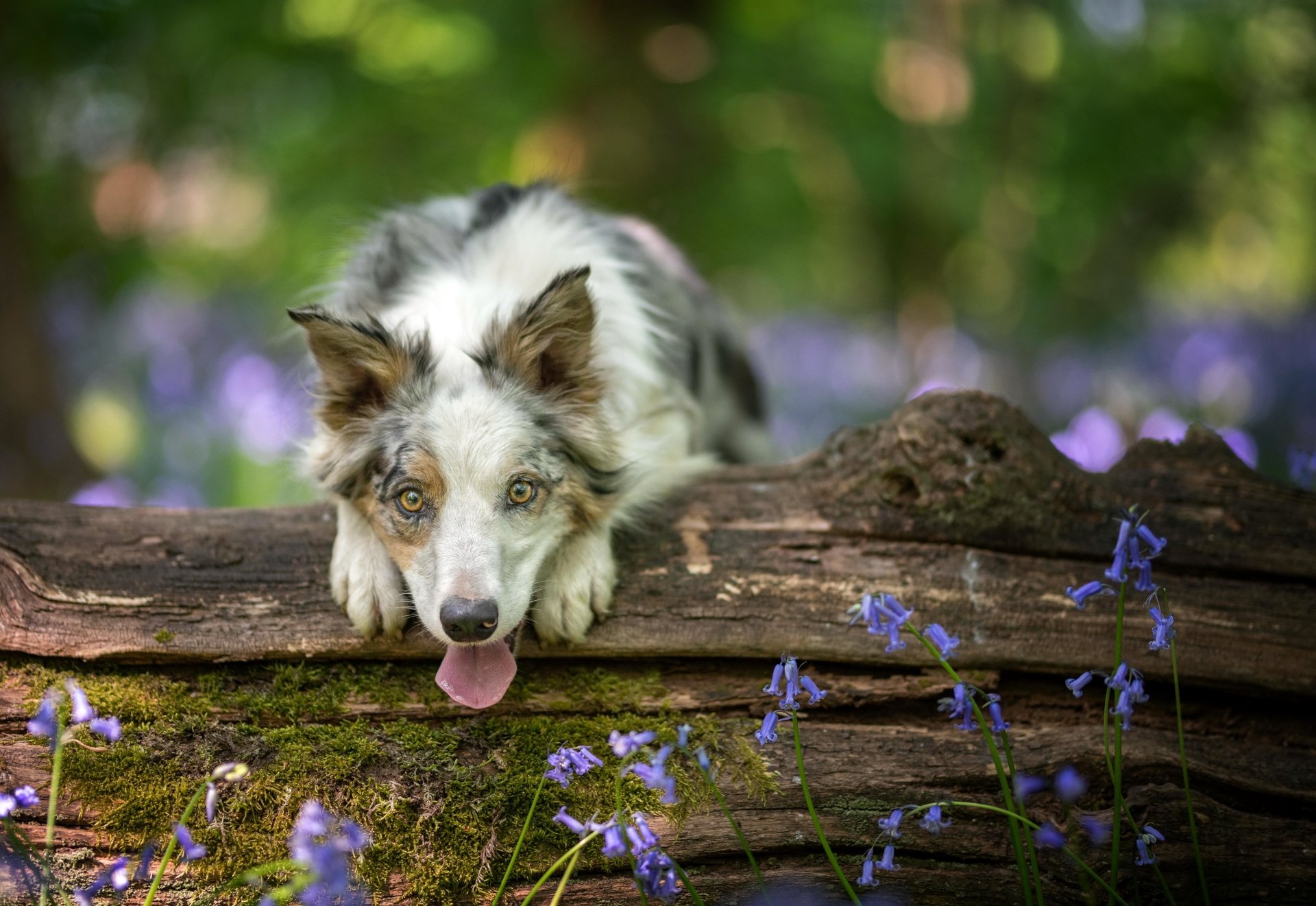 Download Dog Animal Border Collie 4k Ultra HD Wallpaper