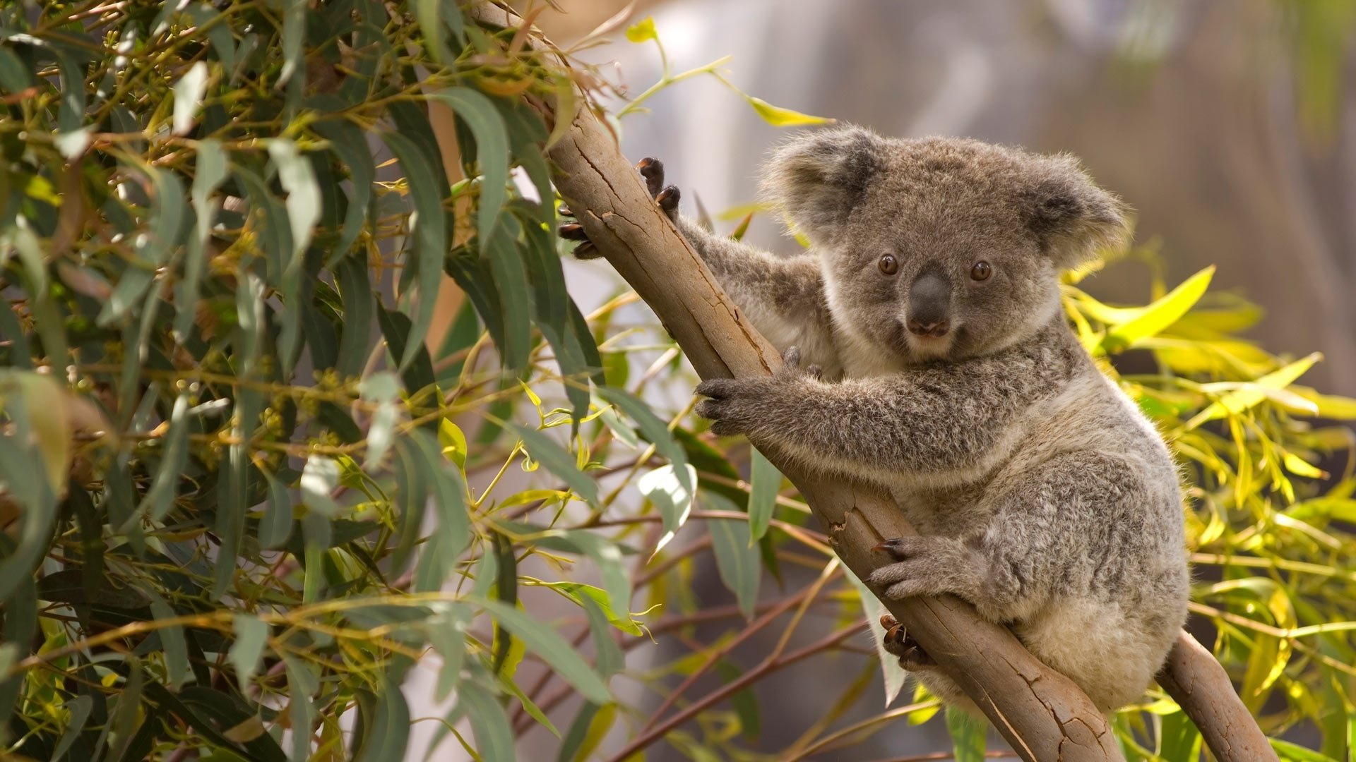 Download Animal Koala HD Wallpaper