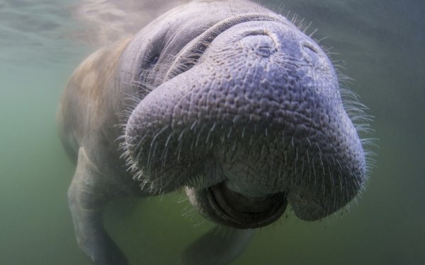 Manatee HD Wallpaper | Background Image | 1920x1440 | ID:394141 ...