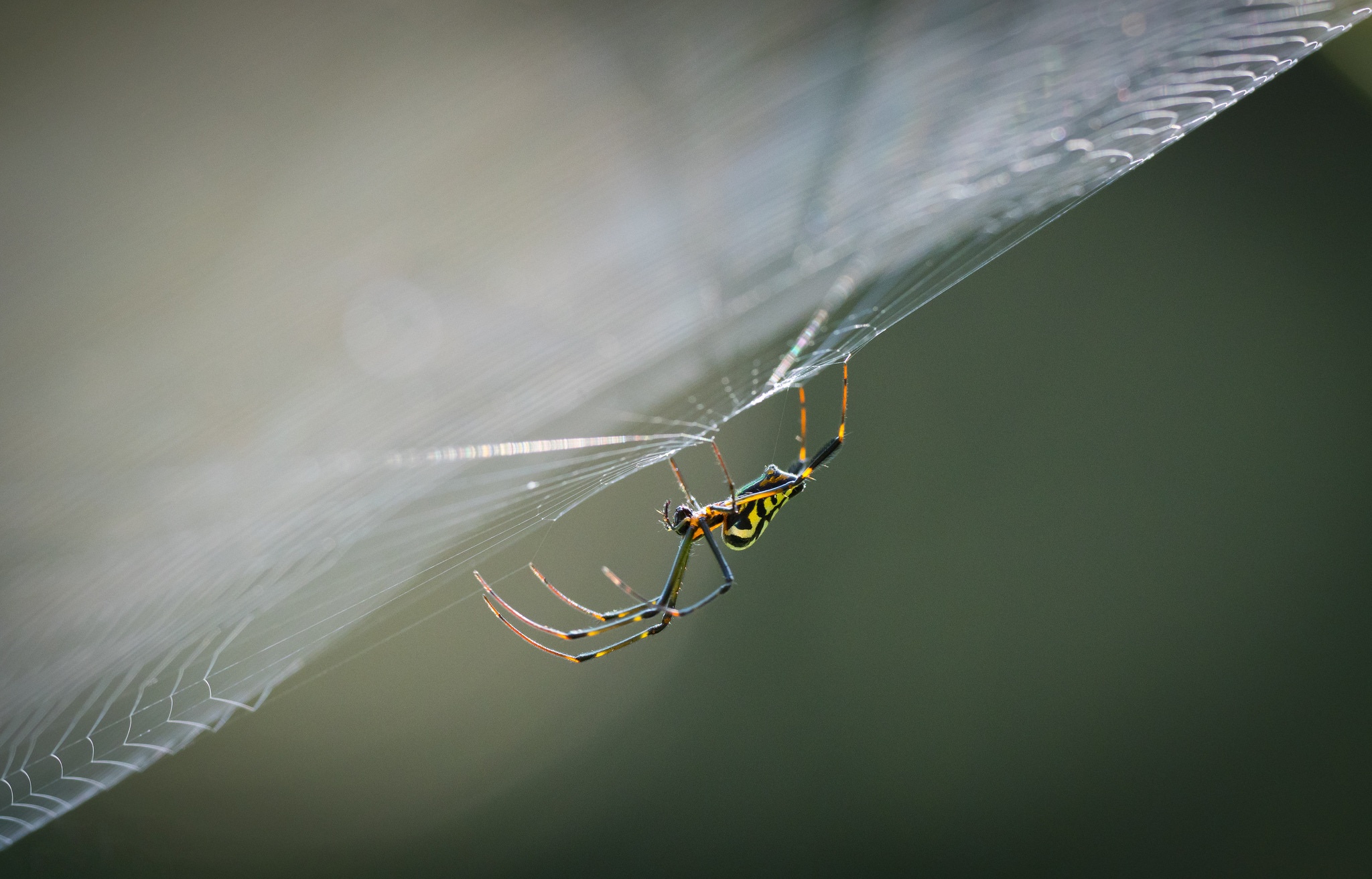 Spider HD Wallpaper