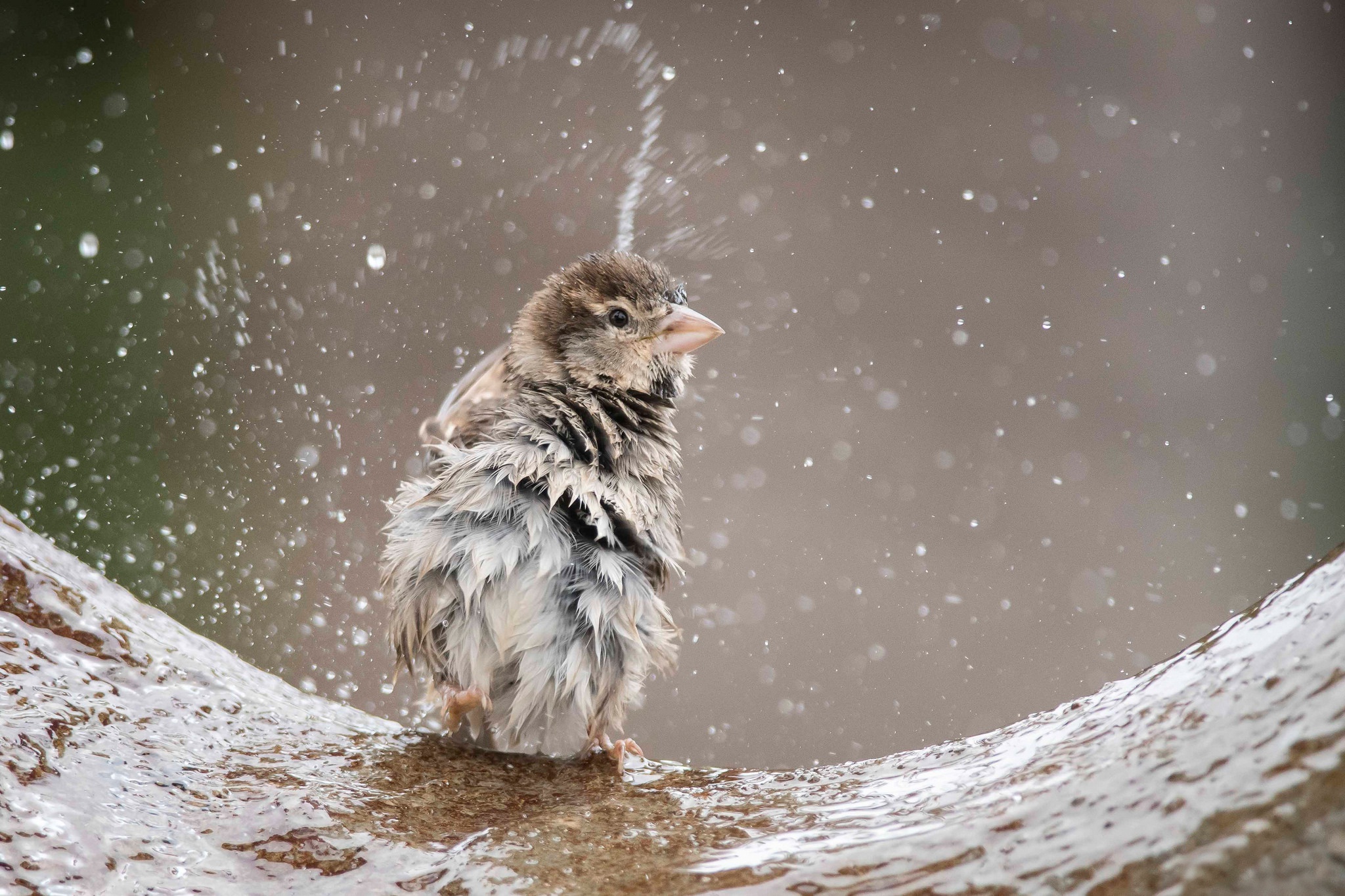 Download Bird Animal Sparrow HD Wallpaper