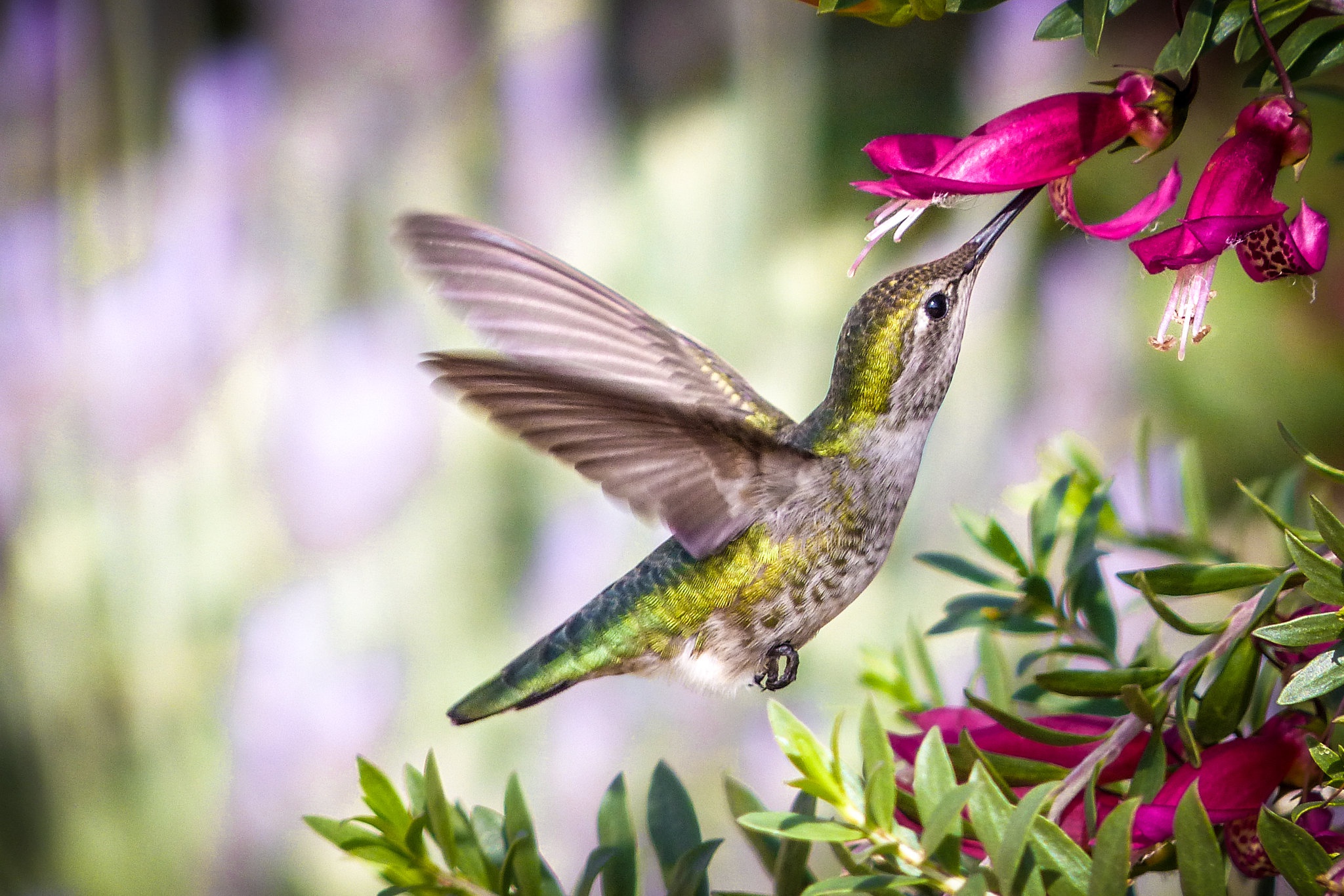 Nectar Flowers For Hummingbirds
