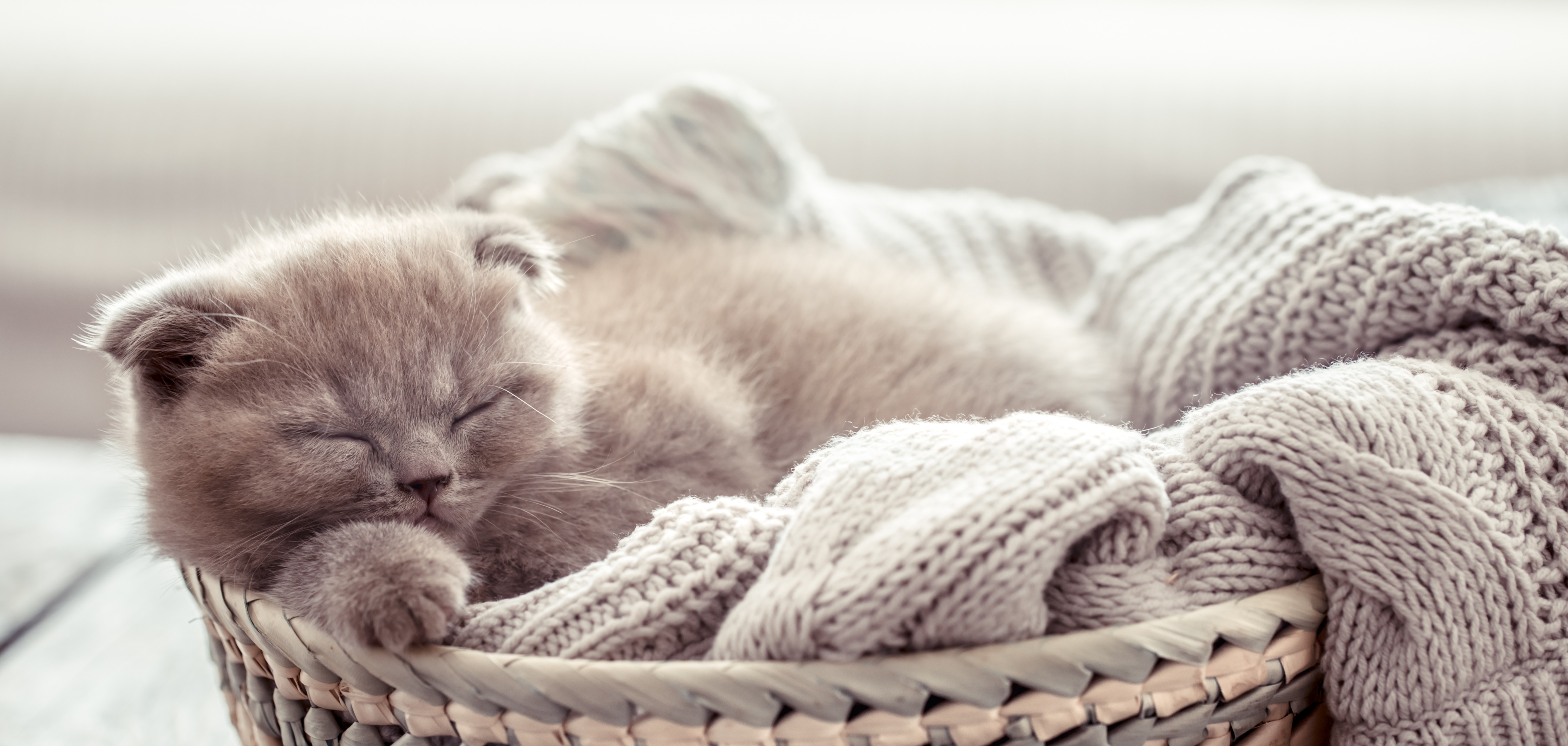 Download Sleeping Baby Animal Kitten Animal Cat 4k Ultra HD Wallpaper