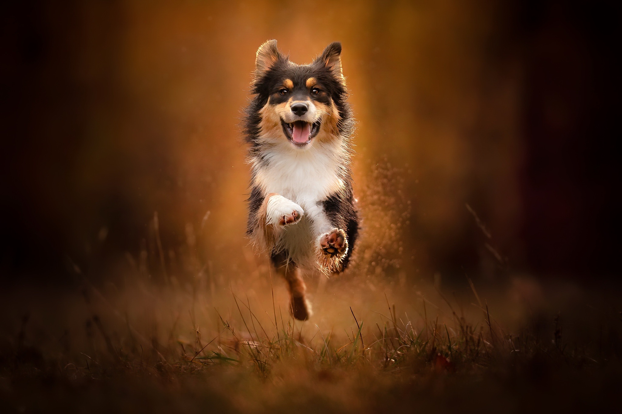 Download Depth Of Field Animal Dog HD Wallpaper