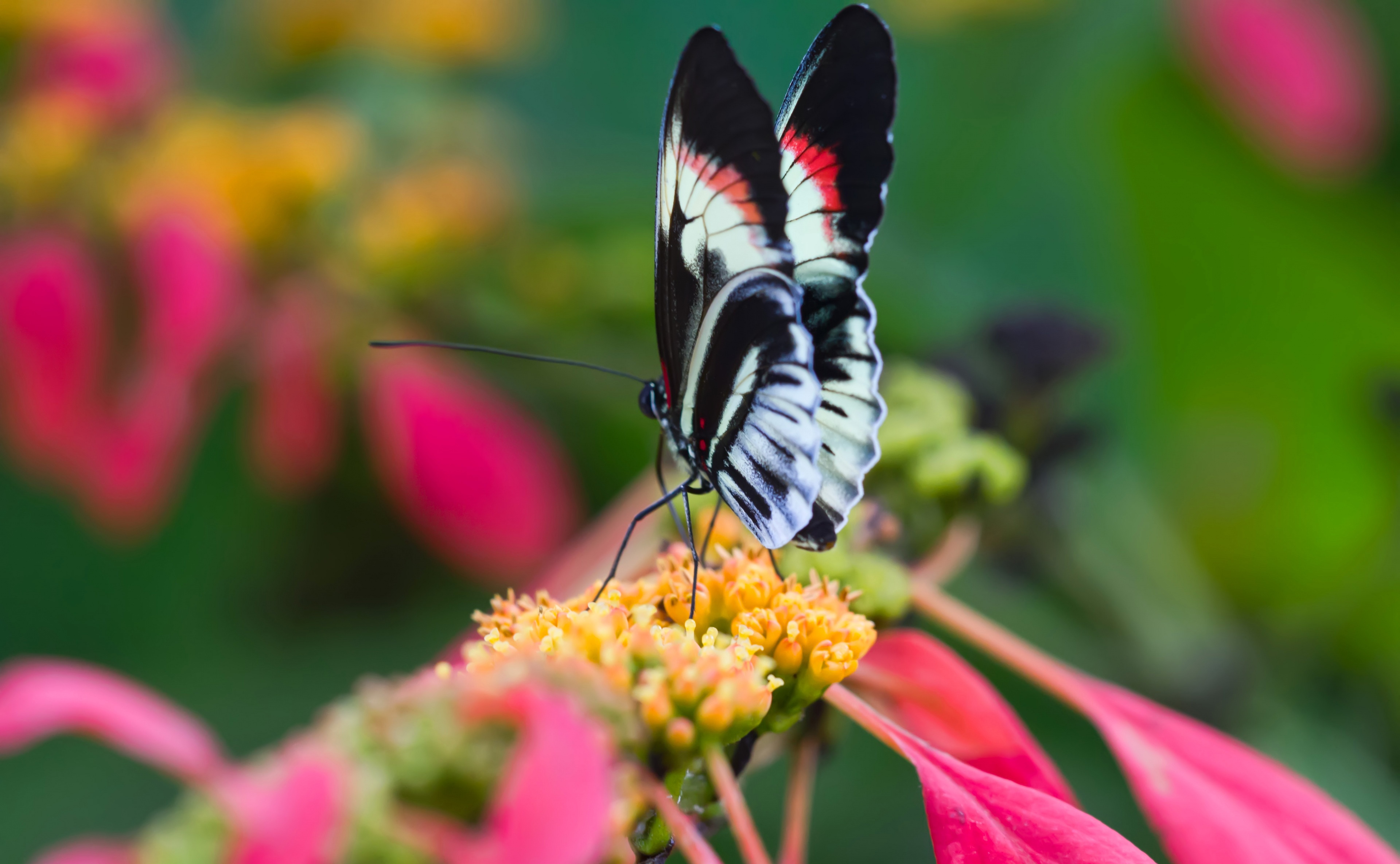 Download Macro Nature Flower Animal Butterfly 4k Ultra HD Wallpaper