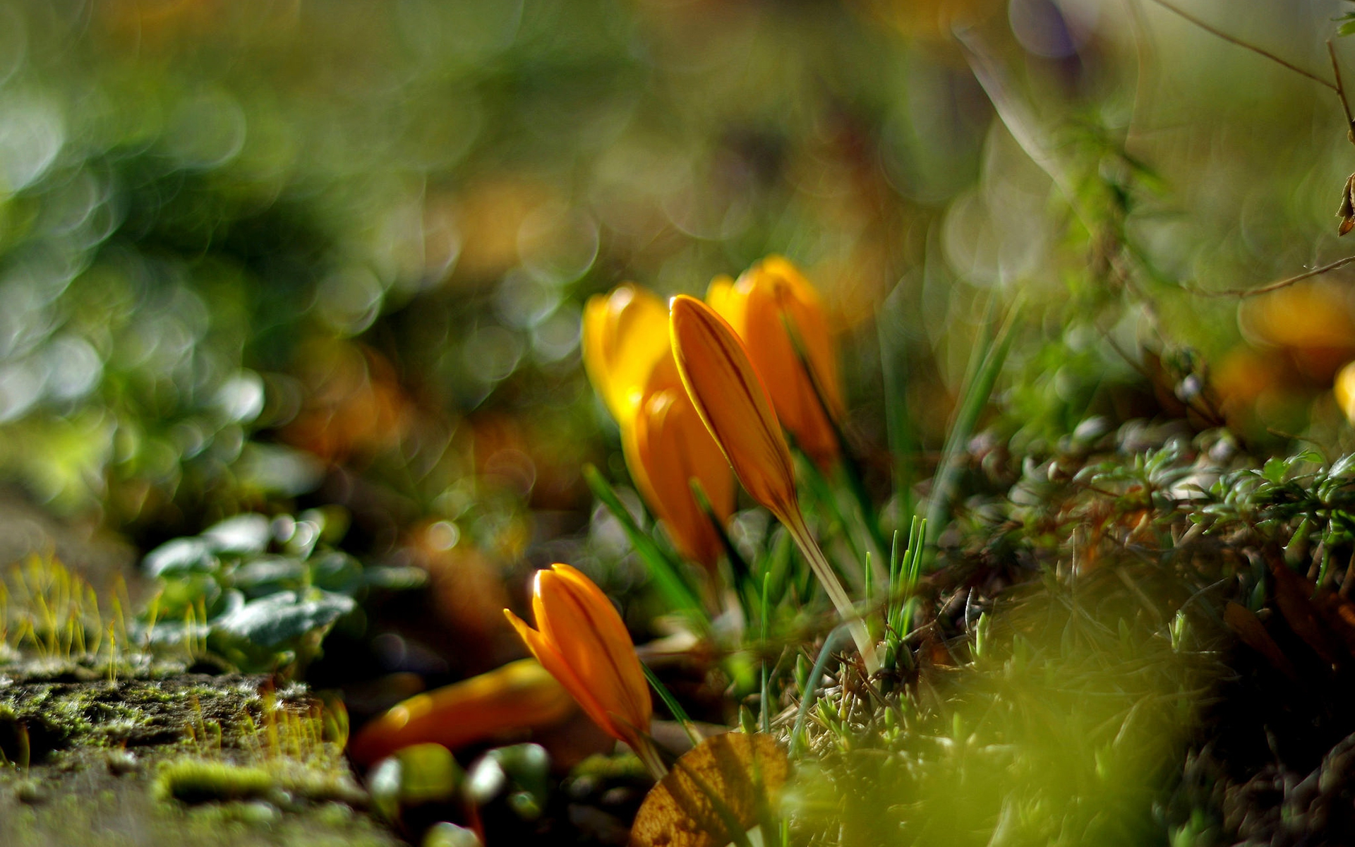 Spring Nature Hd Wallpapers Widescreen