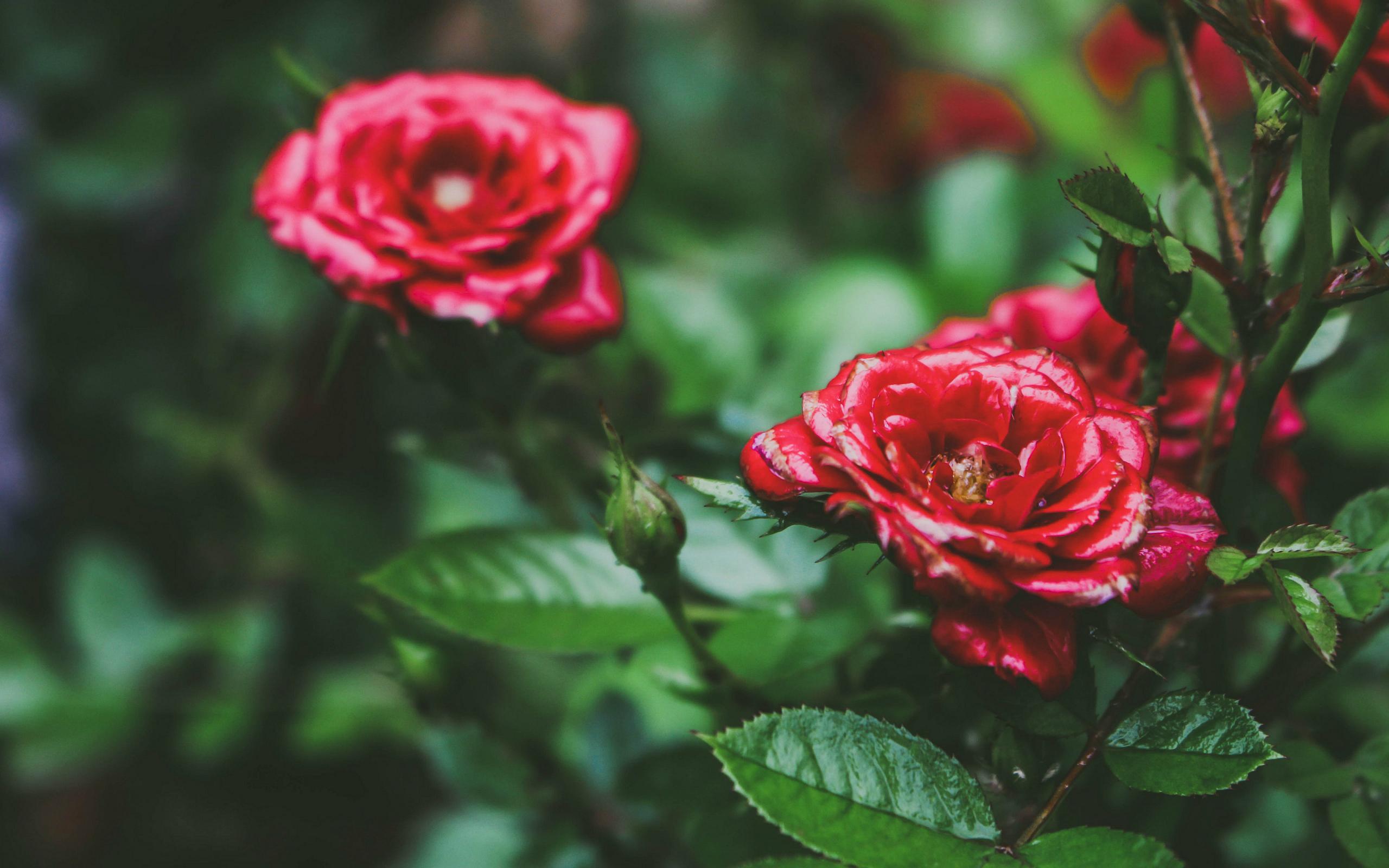 Download Nature Rose HD Wallpaper