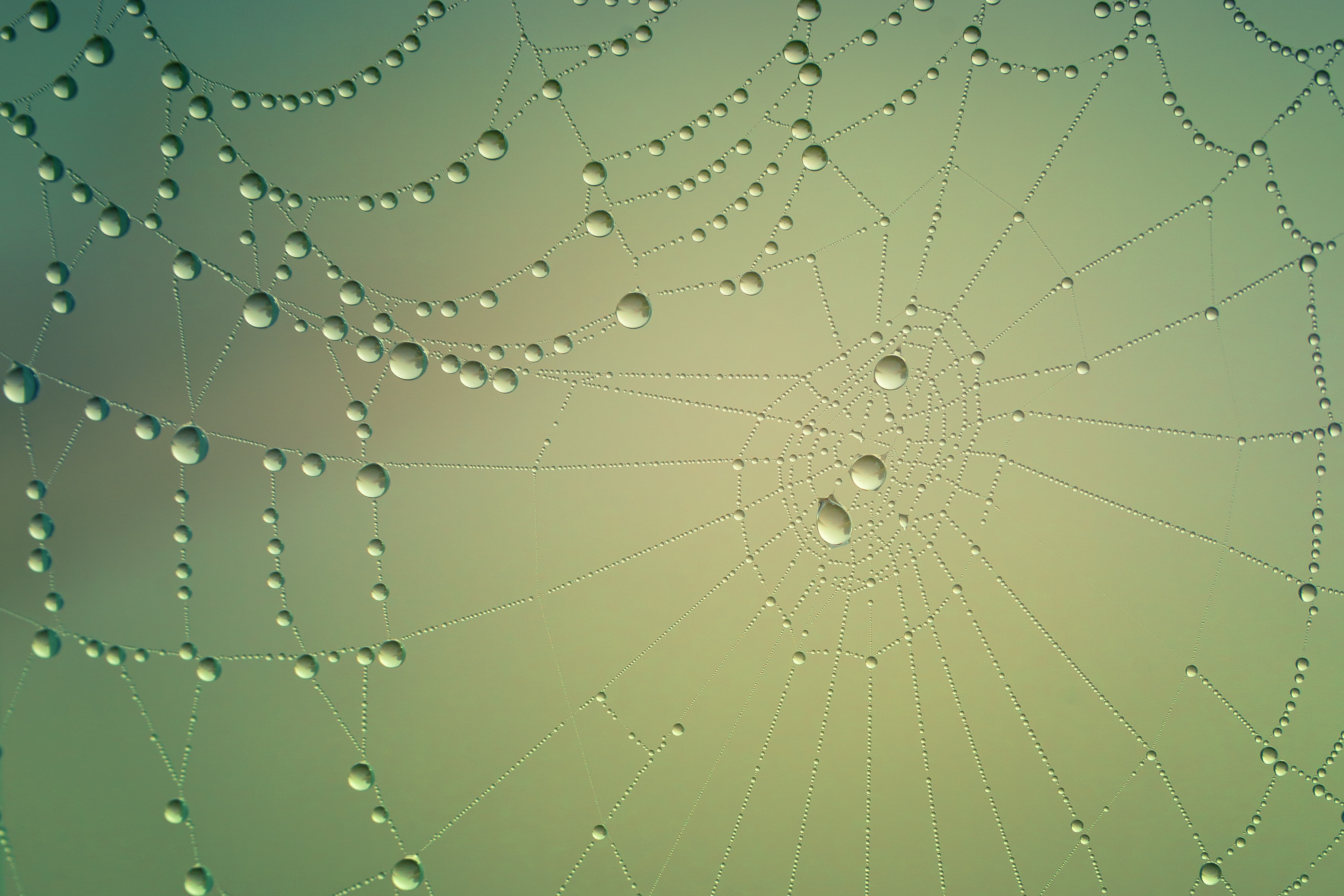 Download Water Drop Photography Spider Web HD Wallpaper