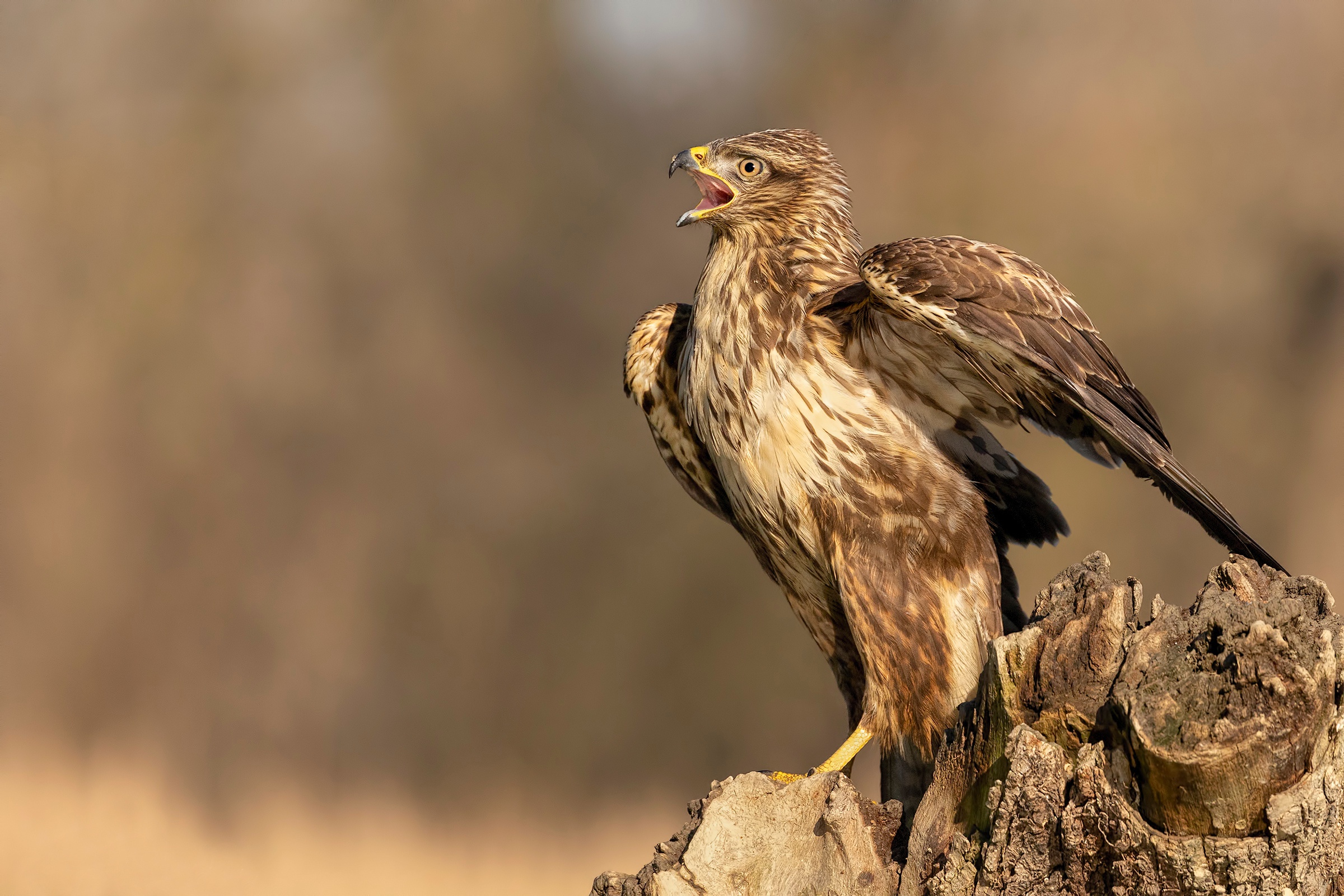 Download Common Buzzard Animal Bird HD Wallpaper