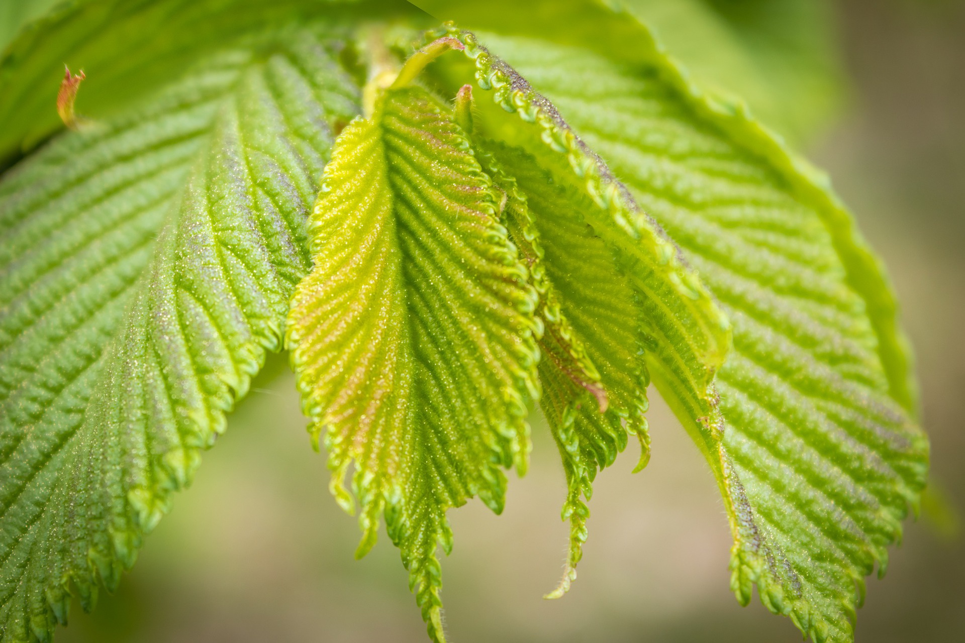 Download Nature Leaf HD Wallpaper